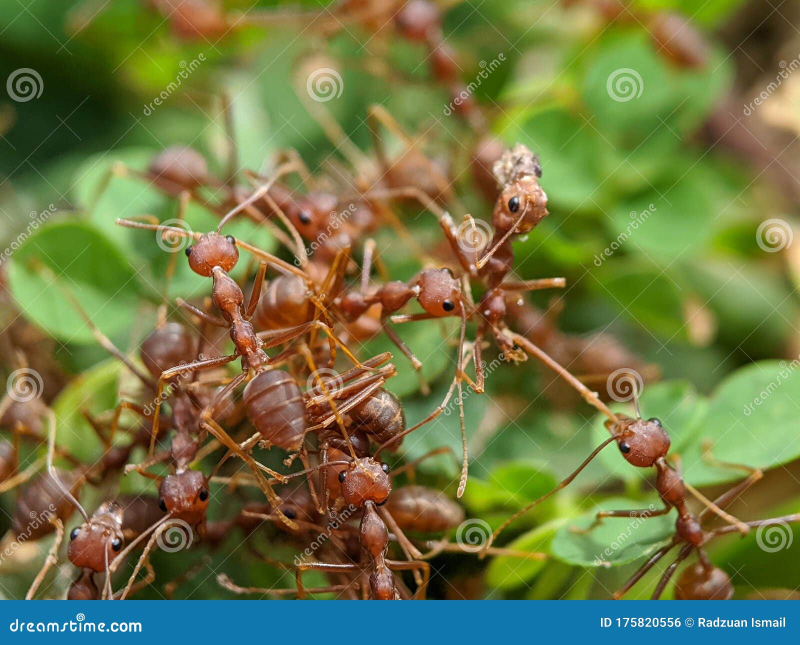Imagem Aproximada De Grupos De Formigas Teceloras Foto de Stock ...