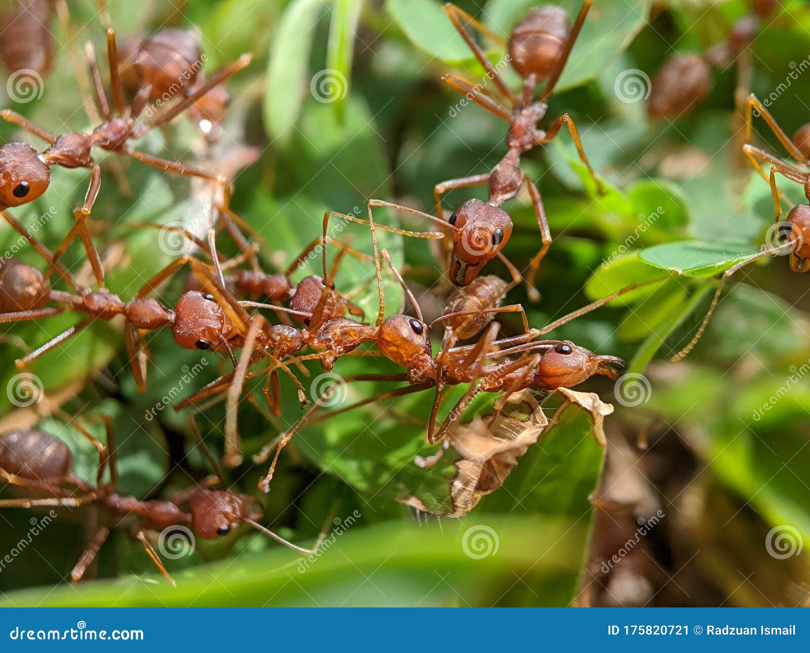 Imagem Aproximada De Grupos De Formigas Teceloras Imagem de Stock ...