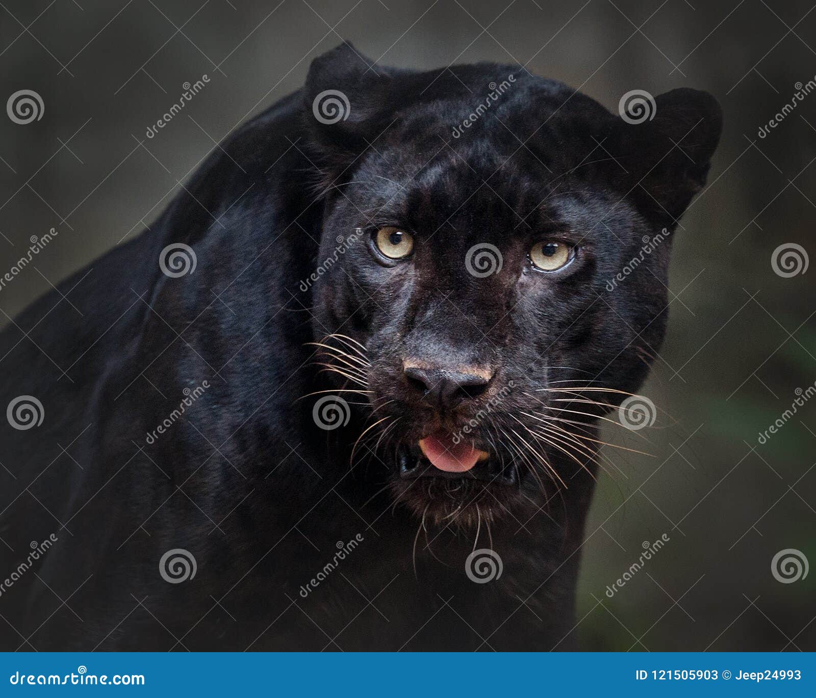 imagens de stock Da Pantera Preta - Baixe 368 Royalty Free