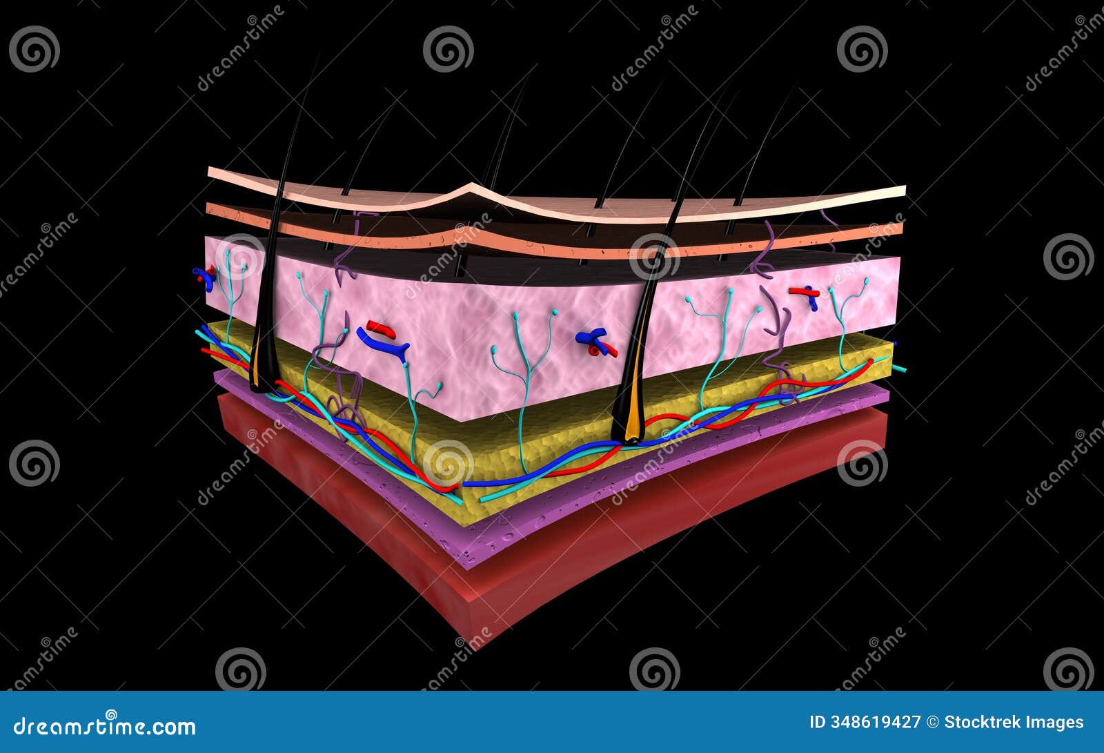 Imagem Conceptual Das Camadas Da Pele Humana. Ilustração Stock ...