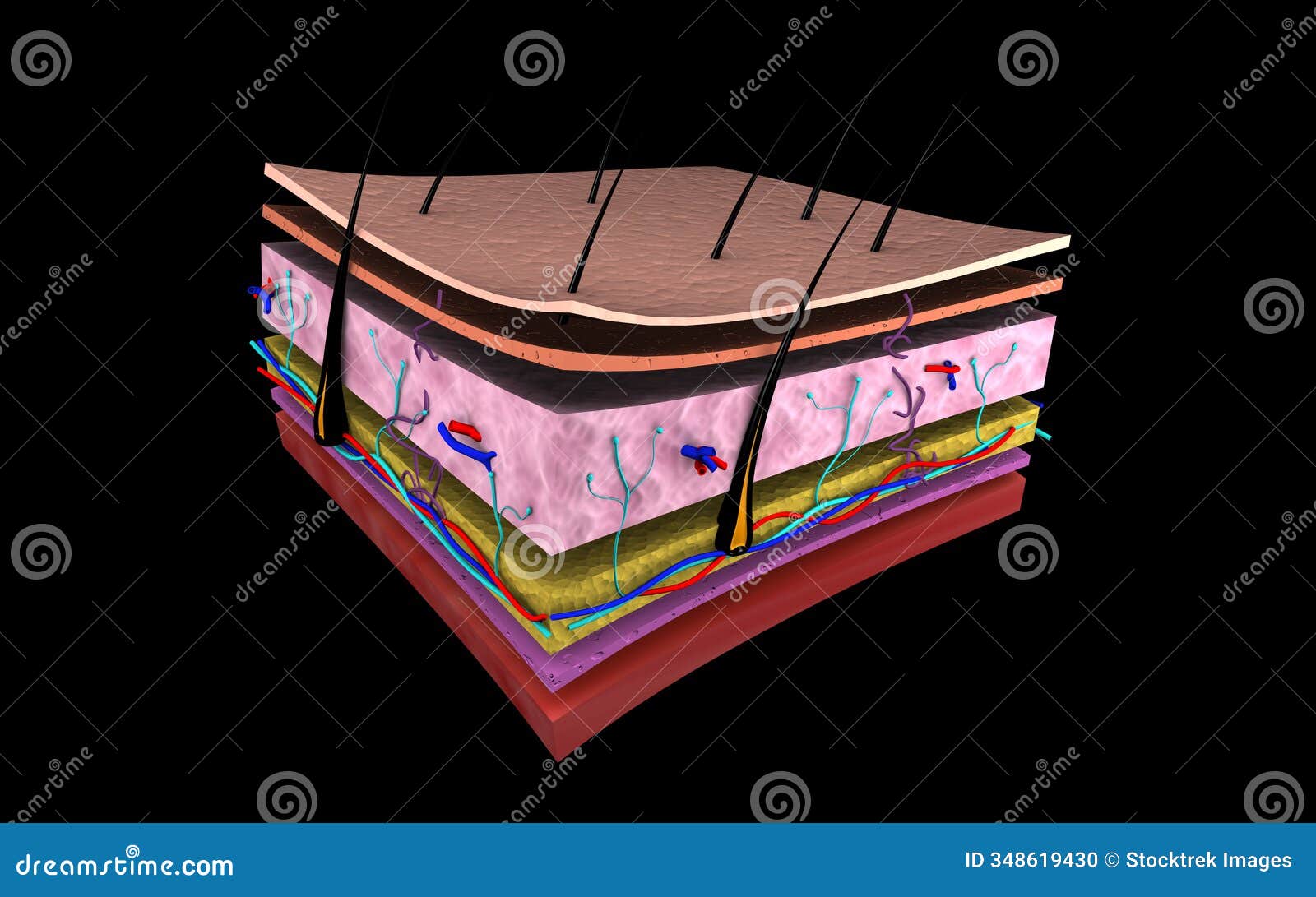 Imagem Conceptual Das Camadas Da Pele Humana. Ilustração Stock ...
