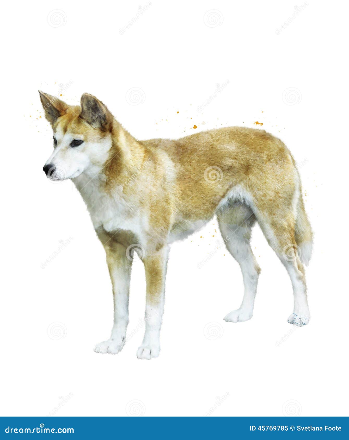 Imagem Da Aquarela Do Dingo Australiano Ilustração Stock - Ilustração ...