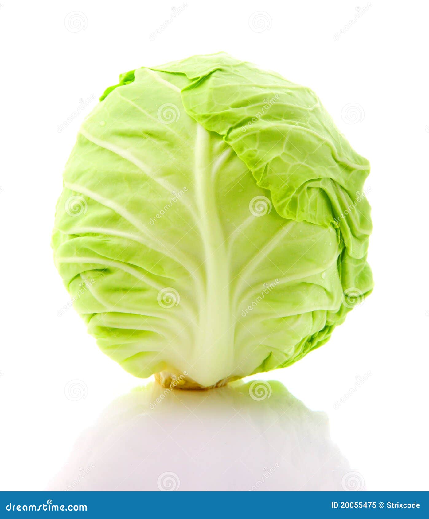 Imagem Da Cabeça Do Repolho Branco Isolada No Branco Imagem de Stock ...