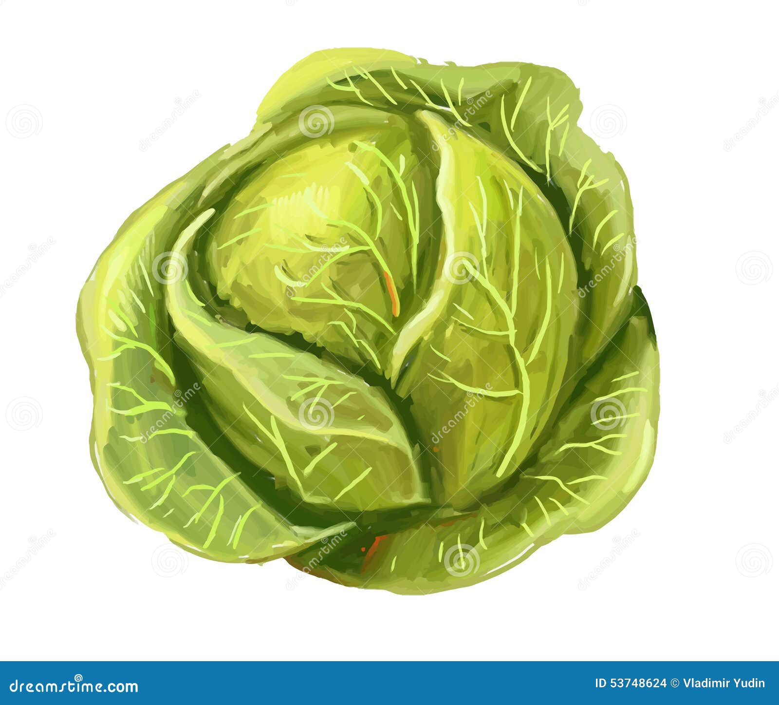 Imagem da couve ilustração do vetor. Ilustração de etiqueta - 53748624