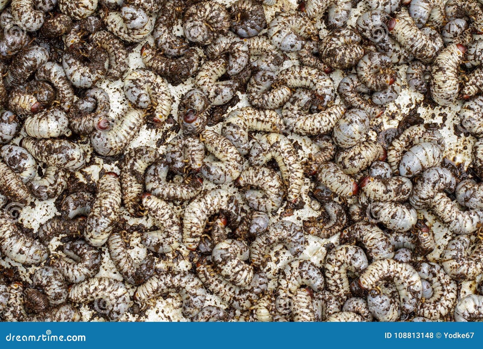 A Imagem Da Larva Worms, Besouro De Rinoceronte Do Coco Foto de Stock ...