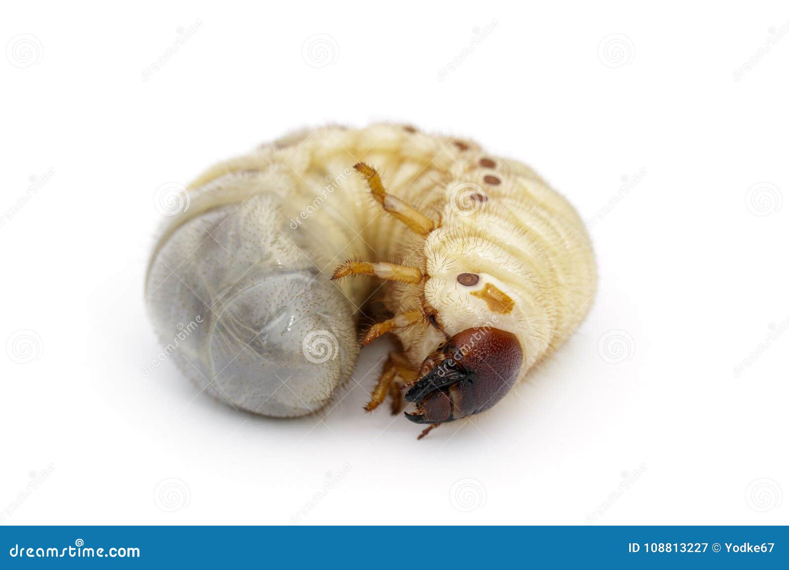 A Imagem Da Larva Worms, Besouro De Rinoceronte Do Coco Imagem de Stock ...