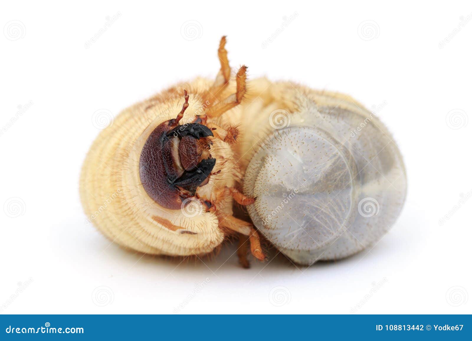 A Imagem Da Larva Worms, Besouro De Rinoceronte Do Coco Foto de Stock ...