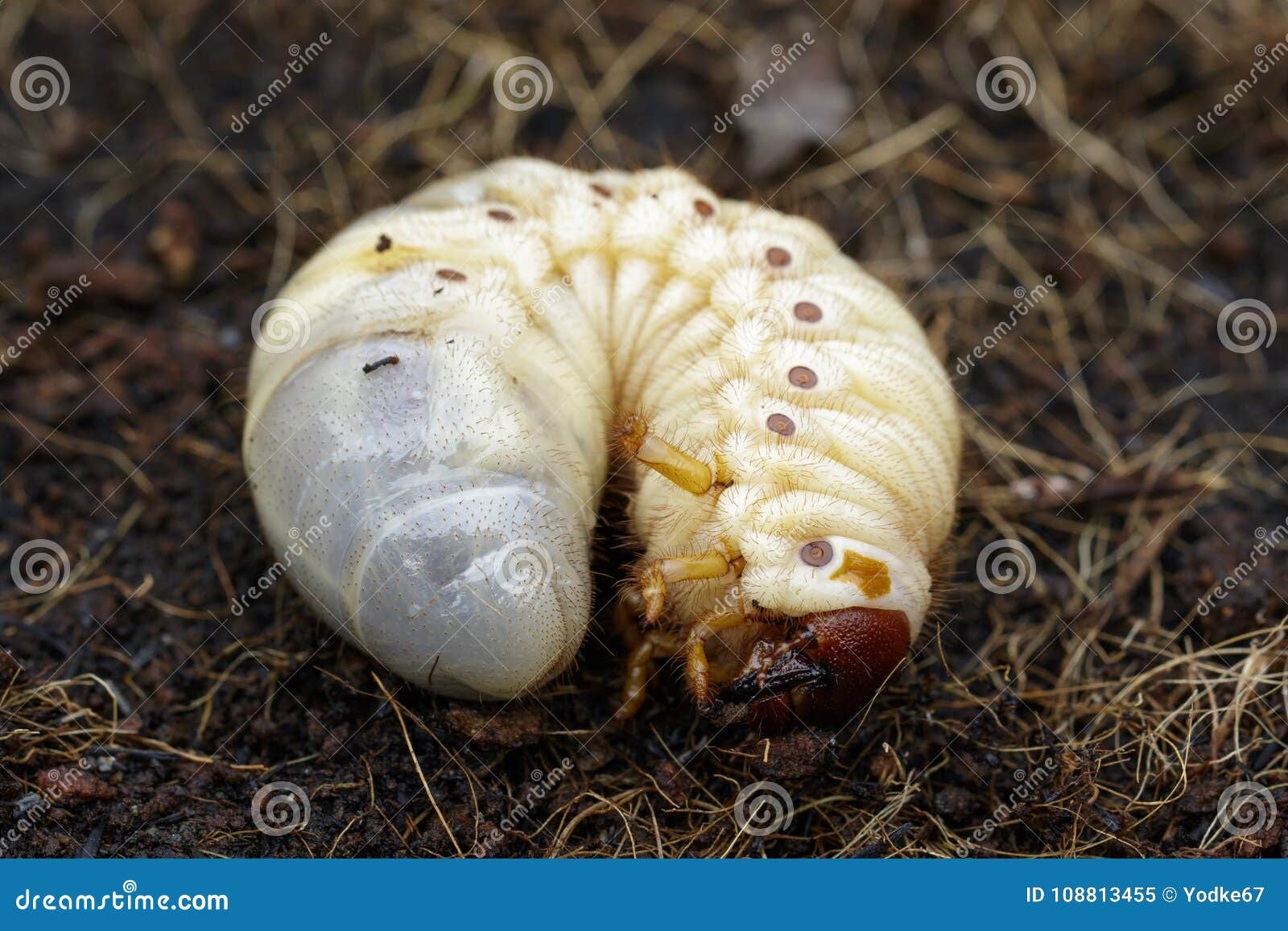 A Imagem Da Larva Worms, Besouro De Rinoceronte Do Coco Imagem de Stock ...