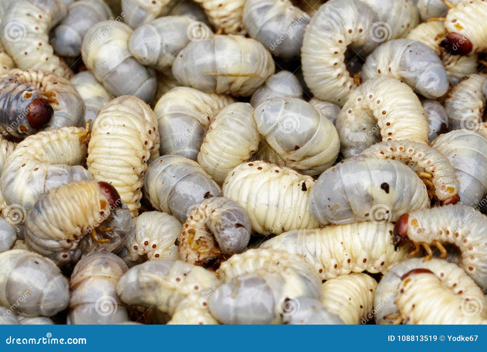 A Imagem Da Larva Worms, Besouro De Rinoceronte Do Coco Imagem de Stock ...