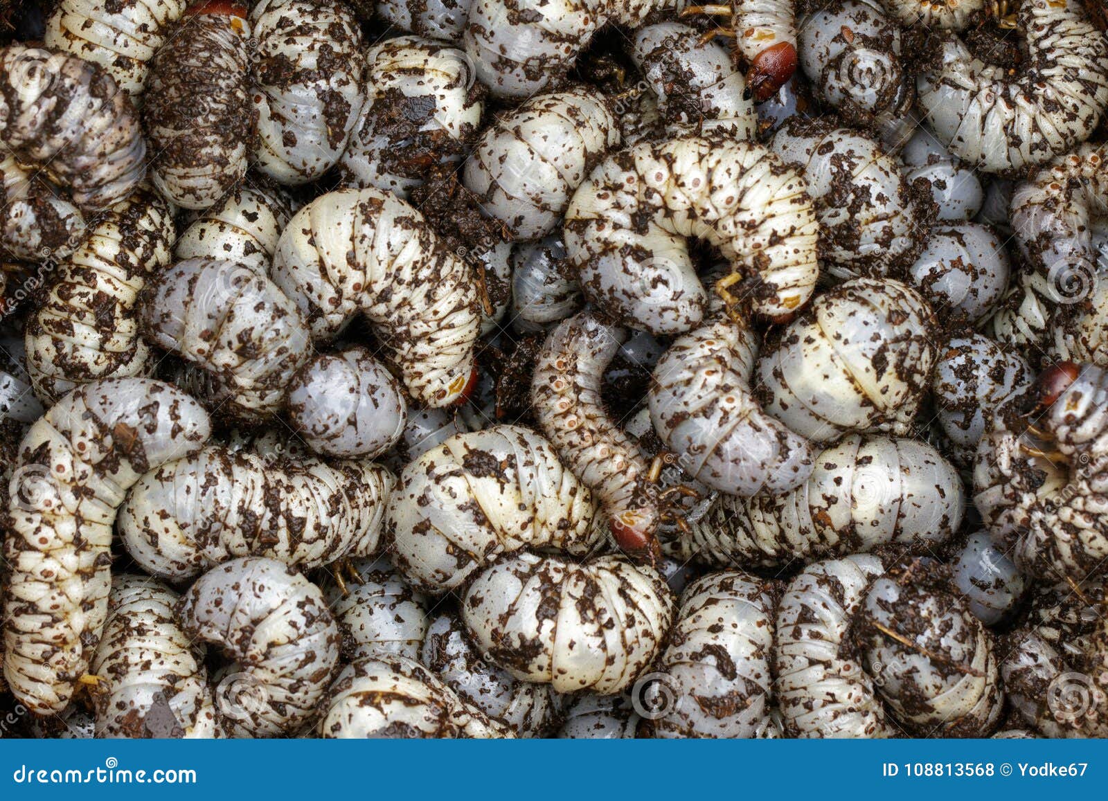 A Imagem Da Larva Worms, Besouro De Rinoceronte Do Coco Foto de Stock ...