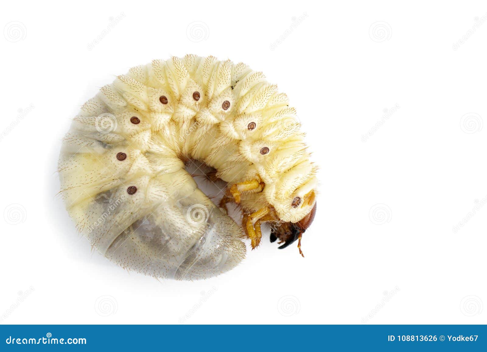 A Imagem Da Larva Worms, Besouro De Rinoceronte Do Coco Foto de Stock ...