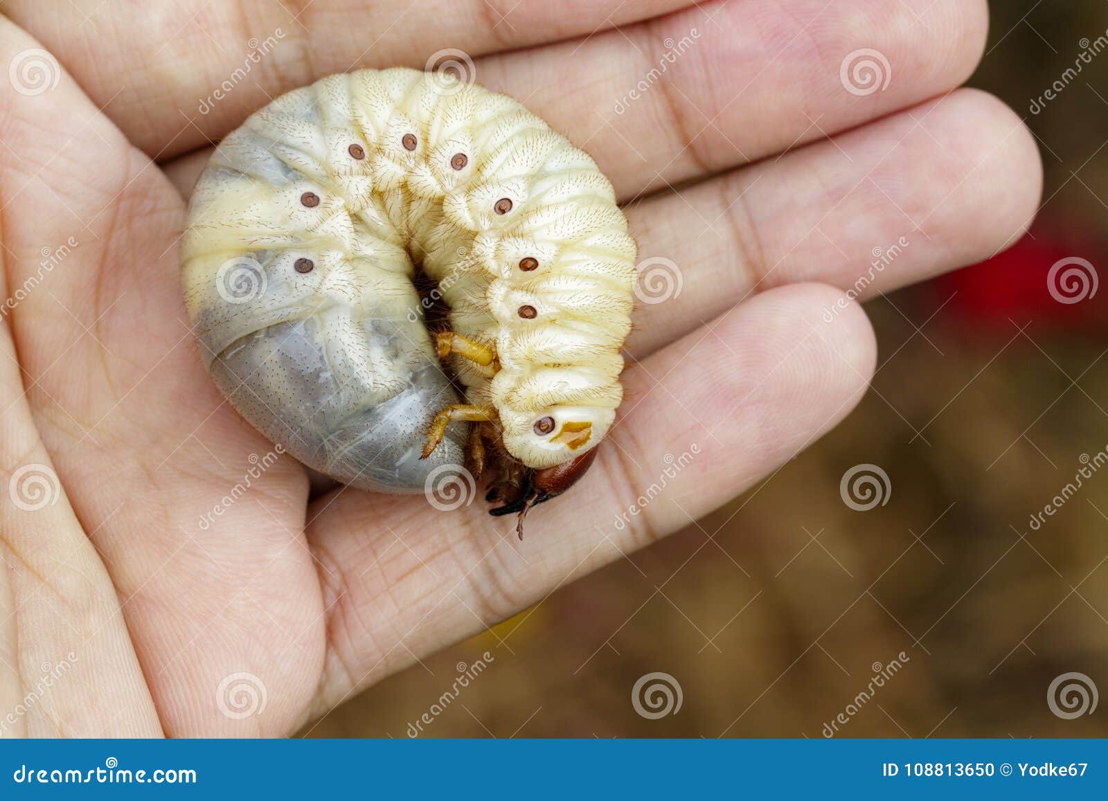 A Imagem Da Larva Worms, Besouro De Rinoceronte Do Coco Foto de Stock ...