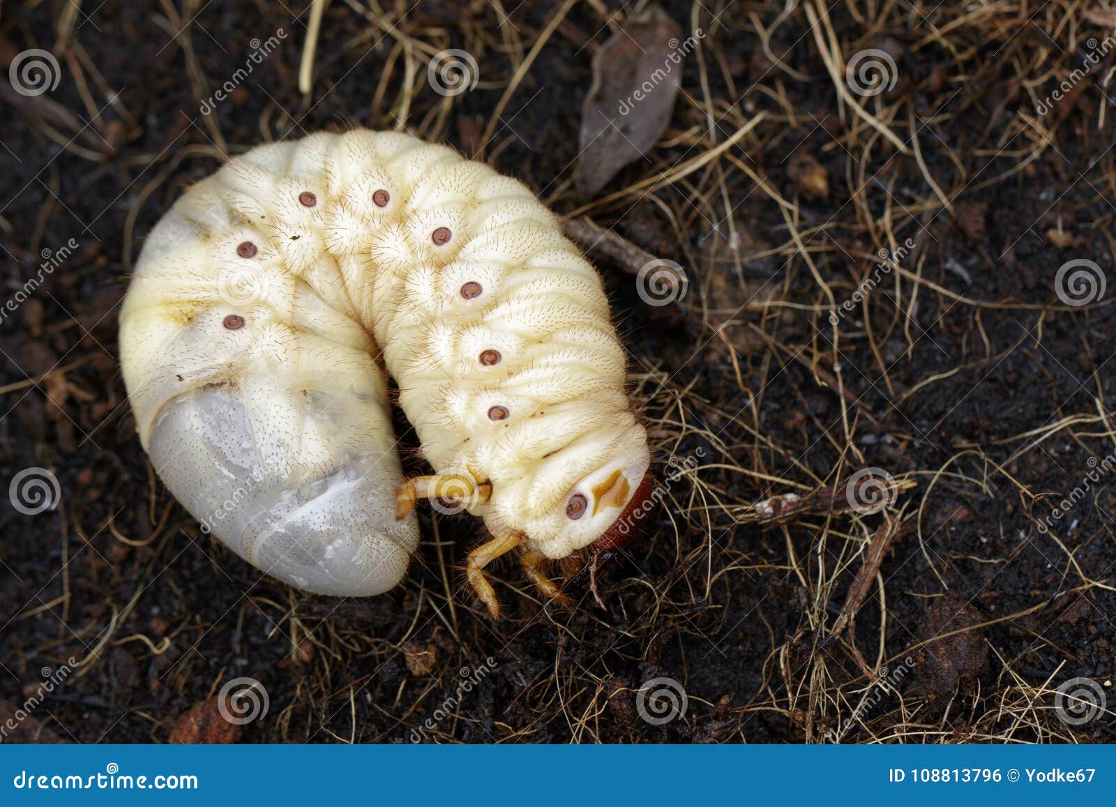 A Imagem Da Larva Worms, Besouro De Rinoceronte Do Coco Foto de Stock ...