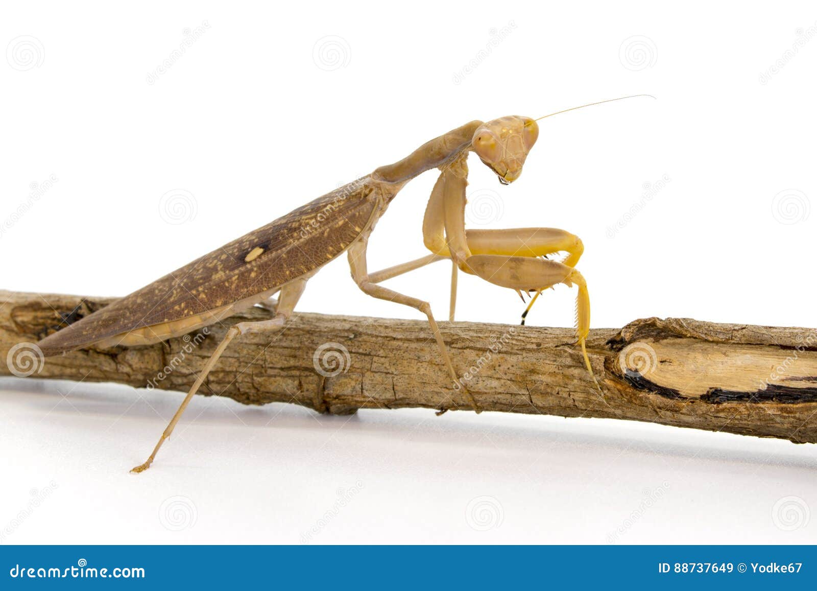 Imagem Da Louva-a-deus Marrom No Fundo Branco Imagem de Stock - Imagem ...