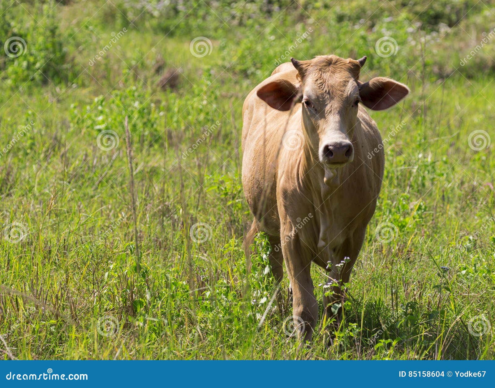 Imagem Da Vaca Marrom No Fundo Da Natureza Foto de Stock - Imagem de ...