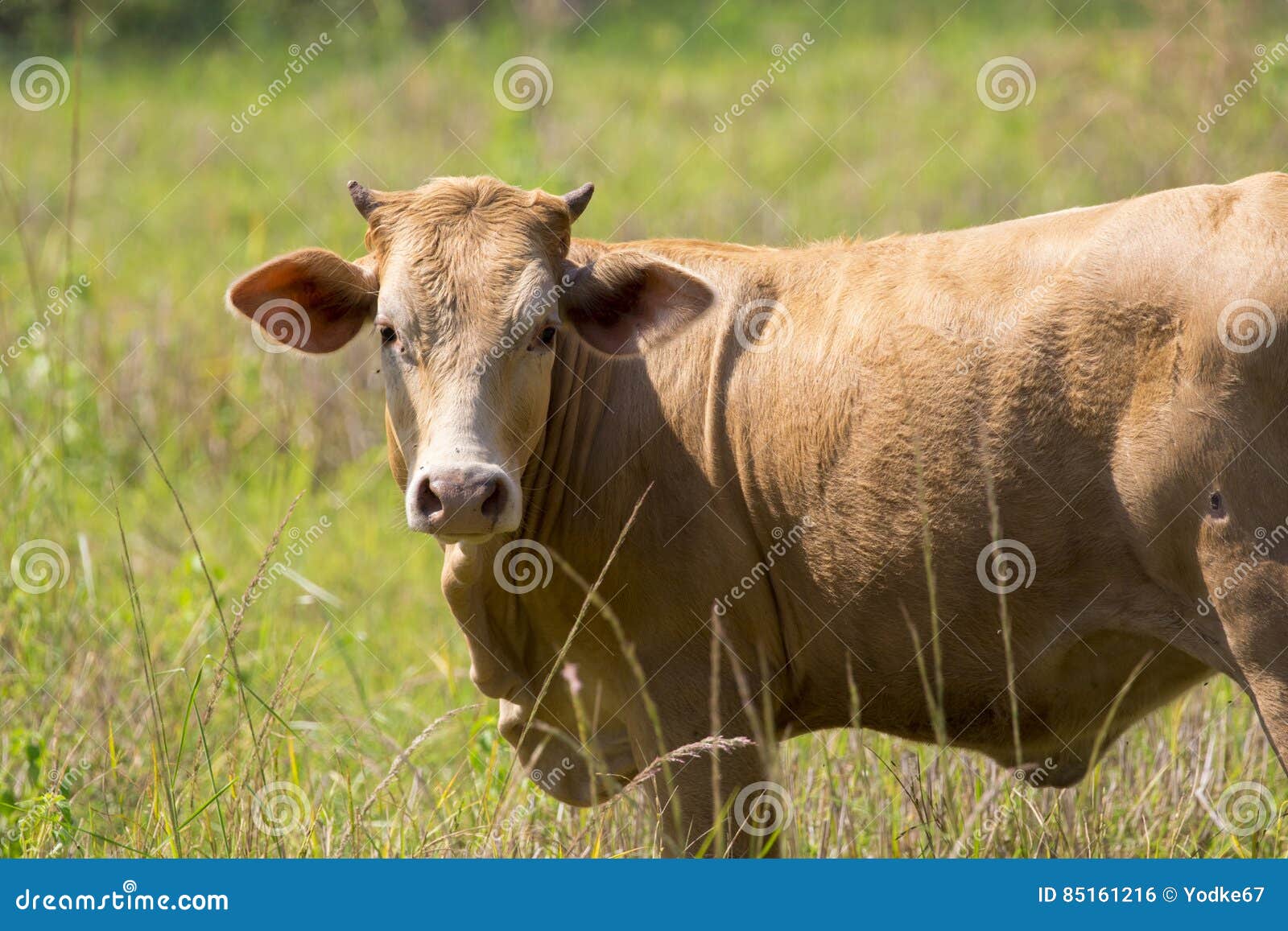 Imagem Da Vaca Marrom No Fundo Da Natureza Foto de Stock - Imagem de ...