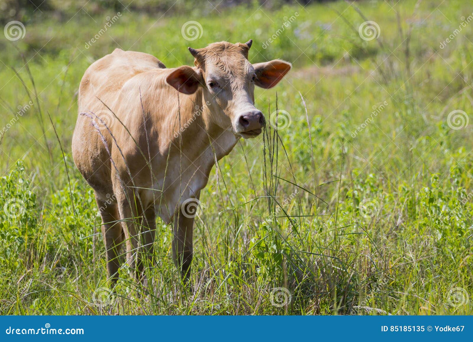 Imagem Da Vaca Marrom No Fundo Da Natureza Imagem de Stock - Imagem de ...