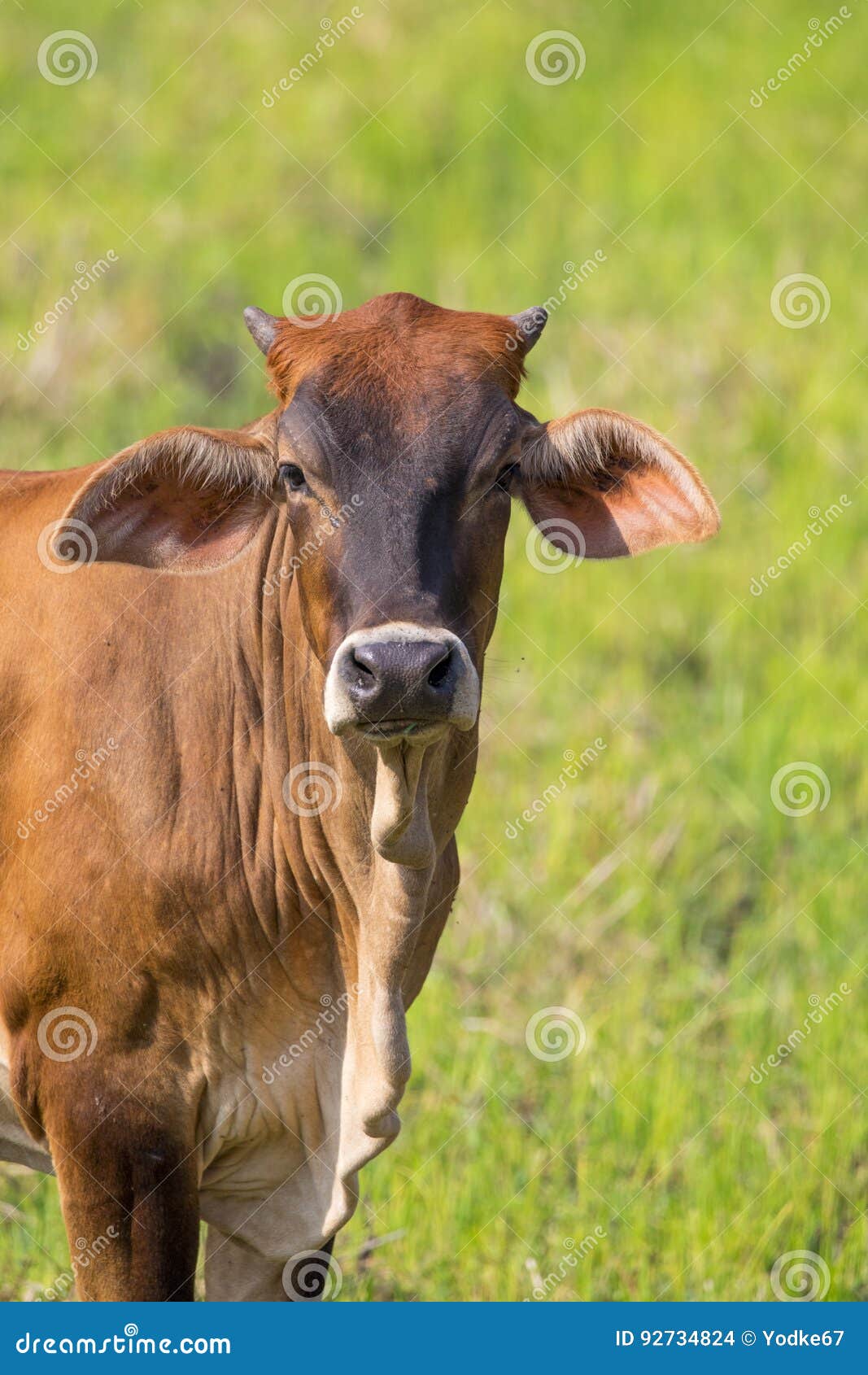 Imagem Da Vaca Marrom No Fundo Da Natureza Foto de Stock - Imagem de ...