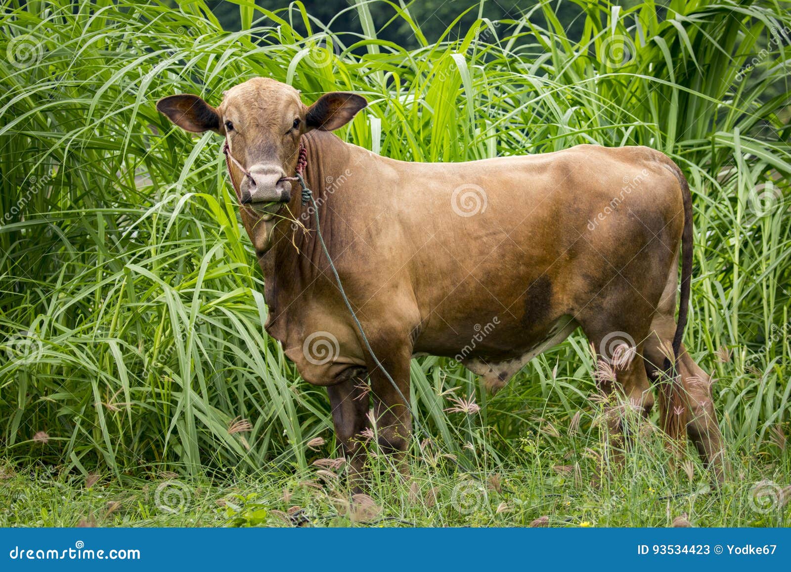 Imagem Da Vaca Marrom No Fundo Da Natureza Imagem de Stock - Imagem de ...