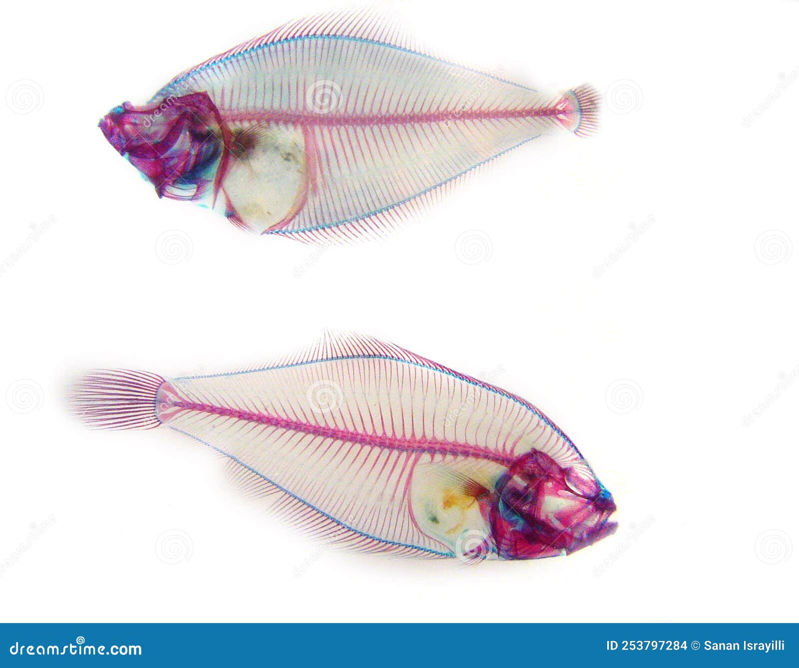 Imagem De Estilo Xray Dos Ossos De Peixe Foto de Stock - Imagem de ...