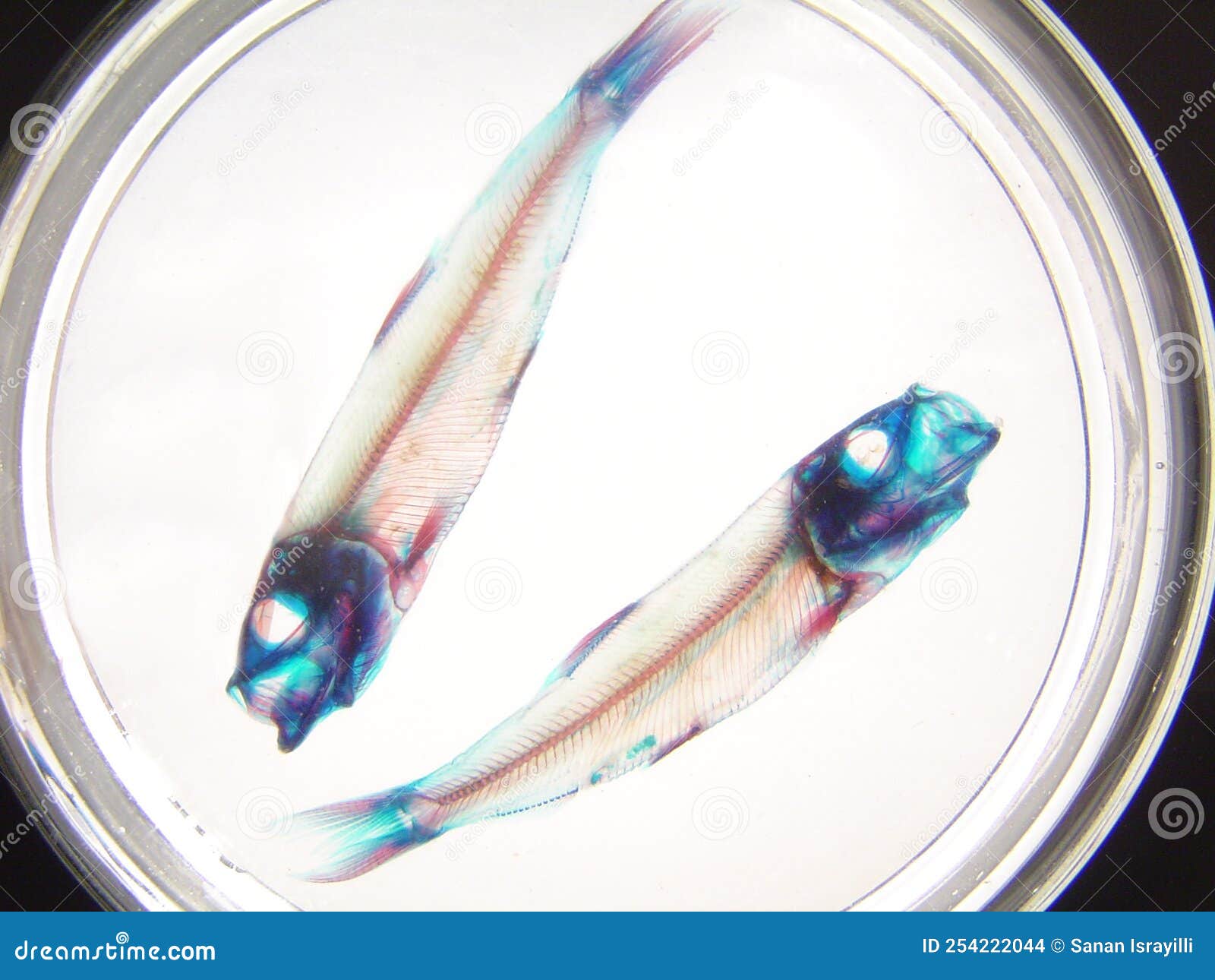 Imagem De Estilo Xray Dos Ossos De Peixe Foto de Stock - Imagem de ...