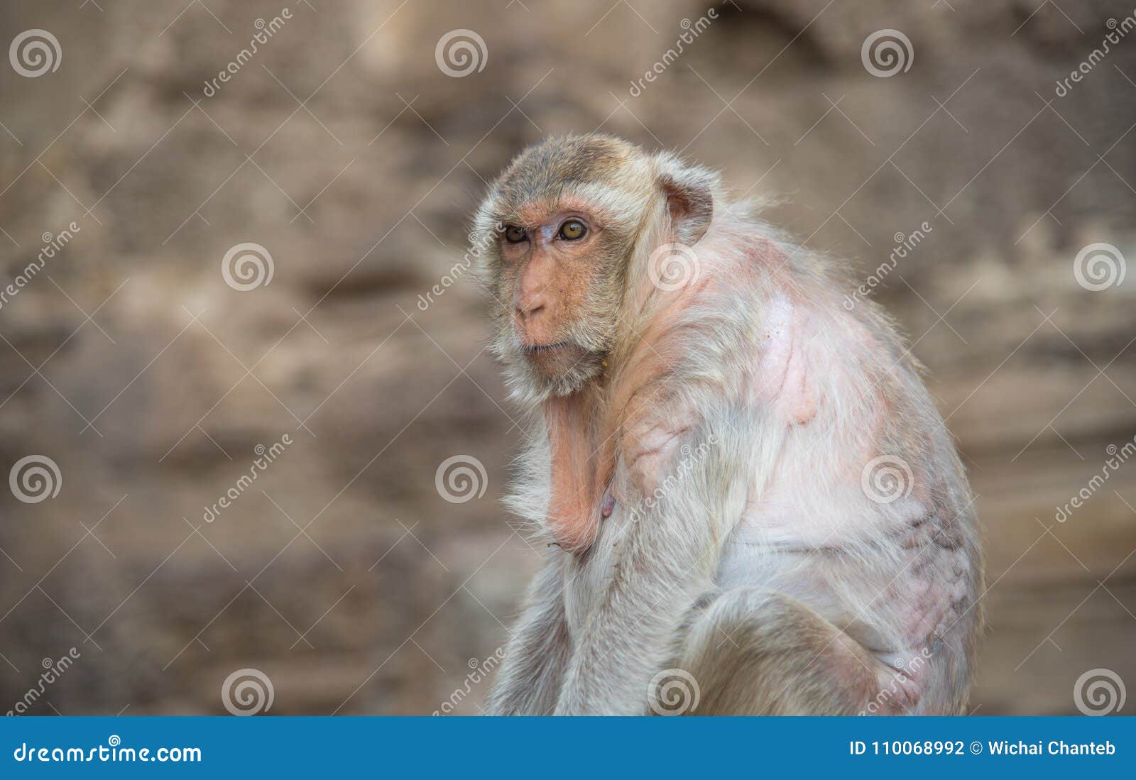 Imagem De Fascicularis De Um Macaca Do Macaco, Macaque De Cauda Longa ...