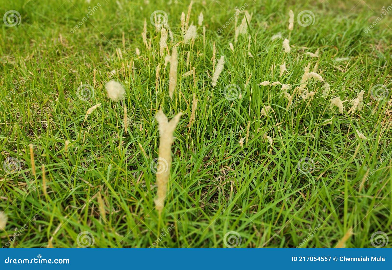 Imagem De Flores E Plantas De Gress De Jardim Verde Imagem de Stock - Imagem de nave, prado ...