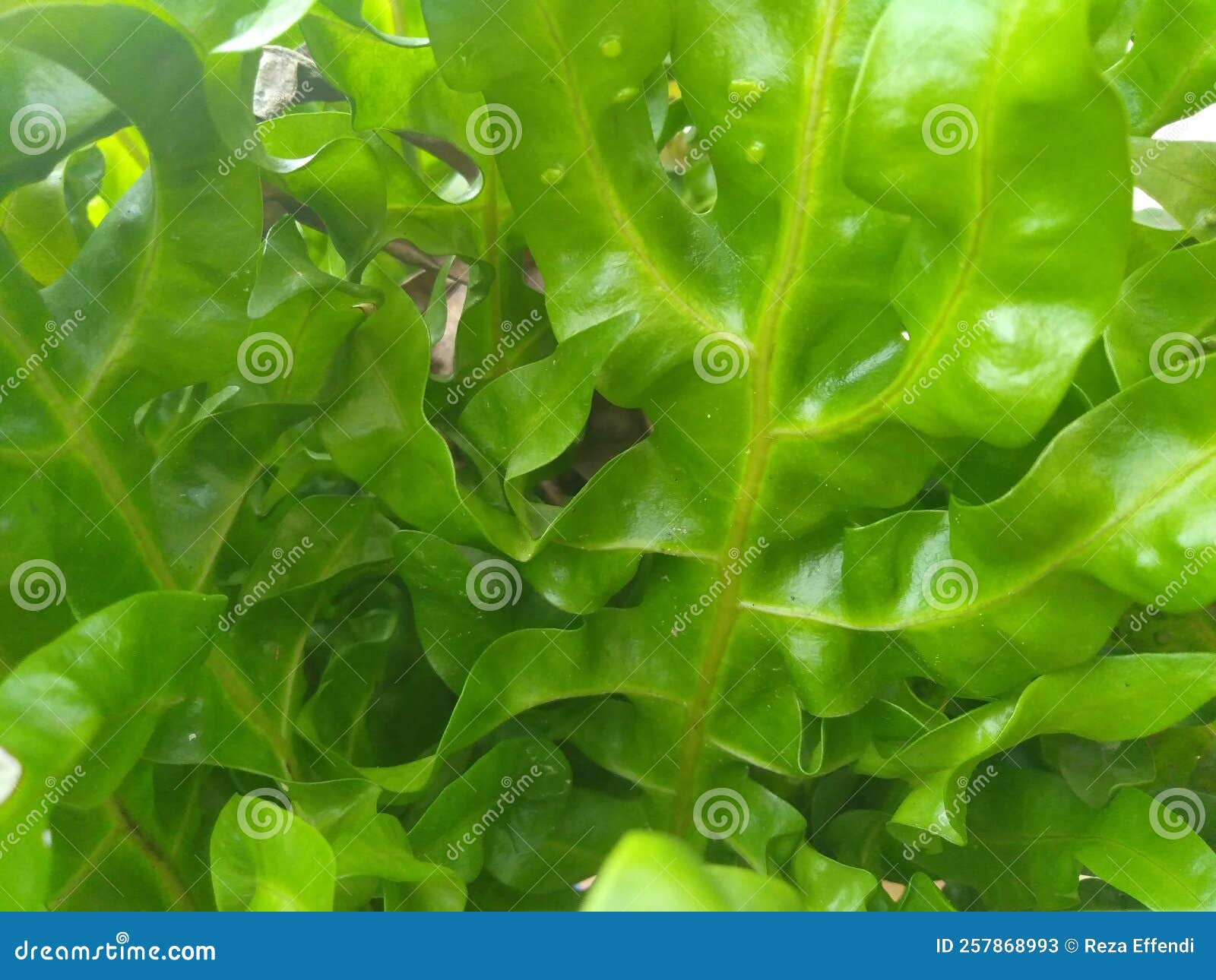 Imagem de folha murcha imagem de stock. Imagem de arbusto - 257868993