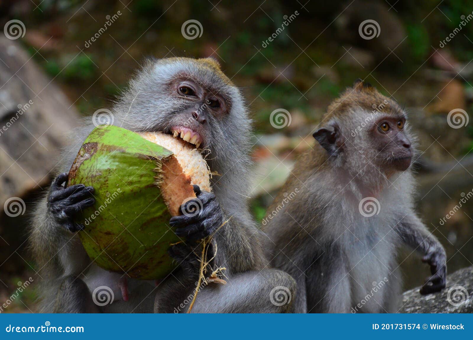 Imagem De Macacos Que Comem Conchas Verdes De Coco Foto de Stock ...