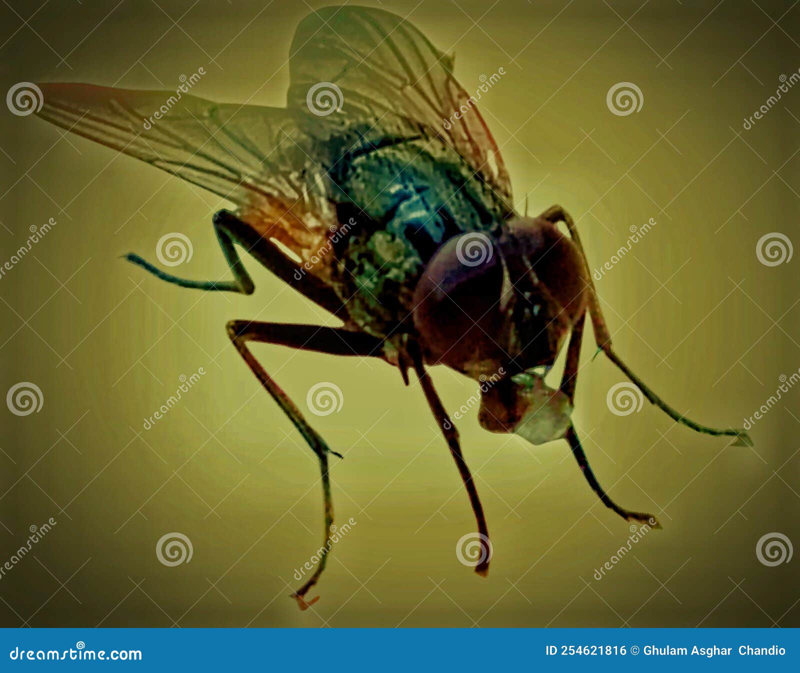 Imagem De Macro De Inseto De Mosca Da Casa Fechada Foto de Stock ...