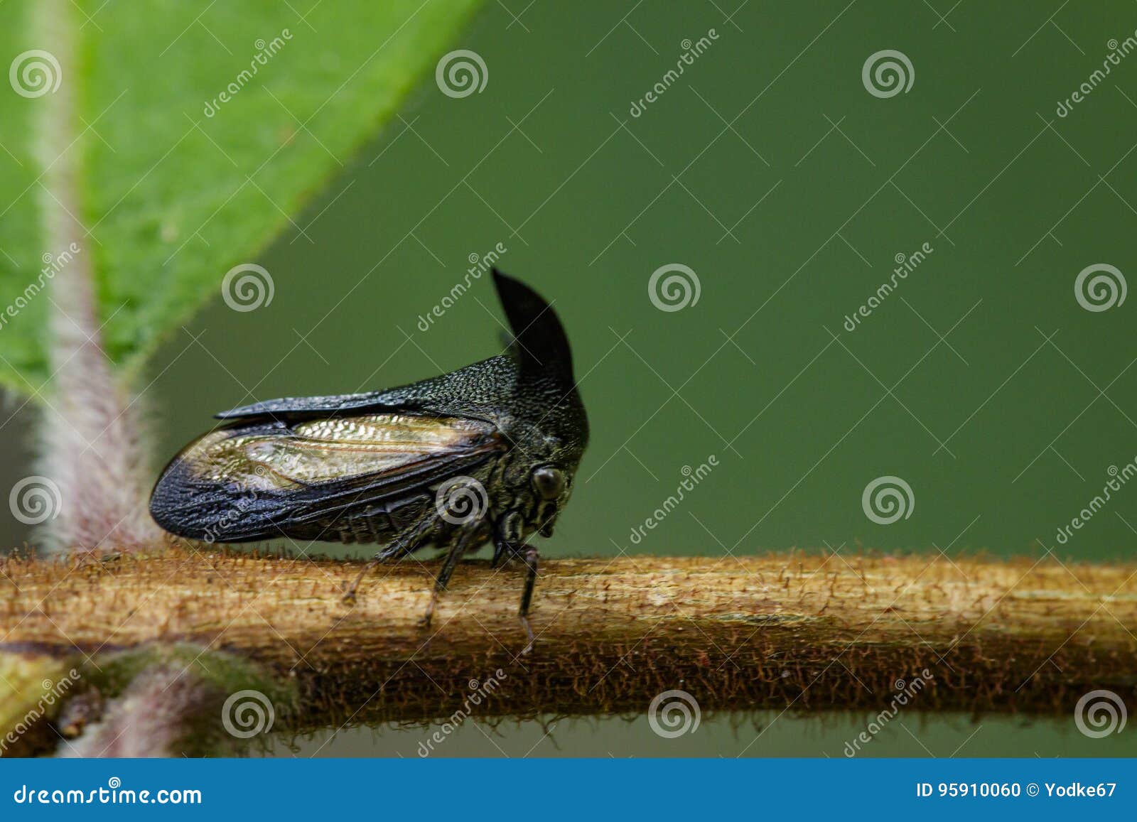 Imagem De Treehopper & De X28 Horned; Membracidae& X29; No Ramo Foto de ...