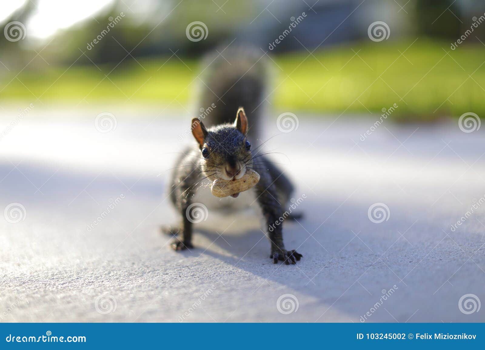 Imagem De Um Esquilo Com Uma Porca Em Sua Boca Foto de Stock - Imagem ...