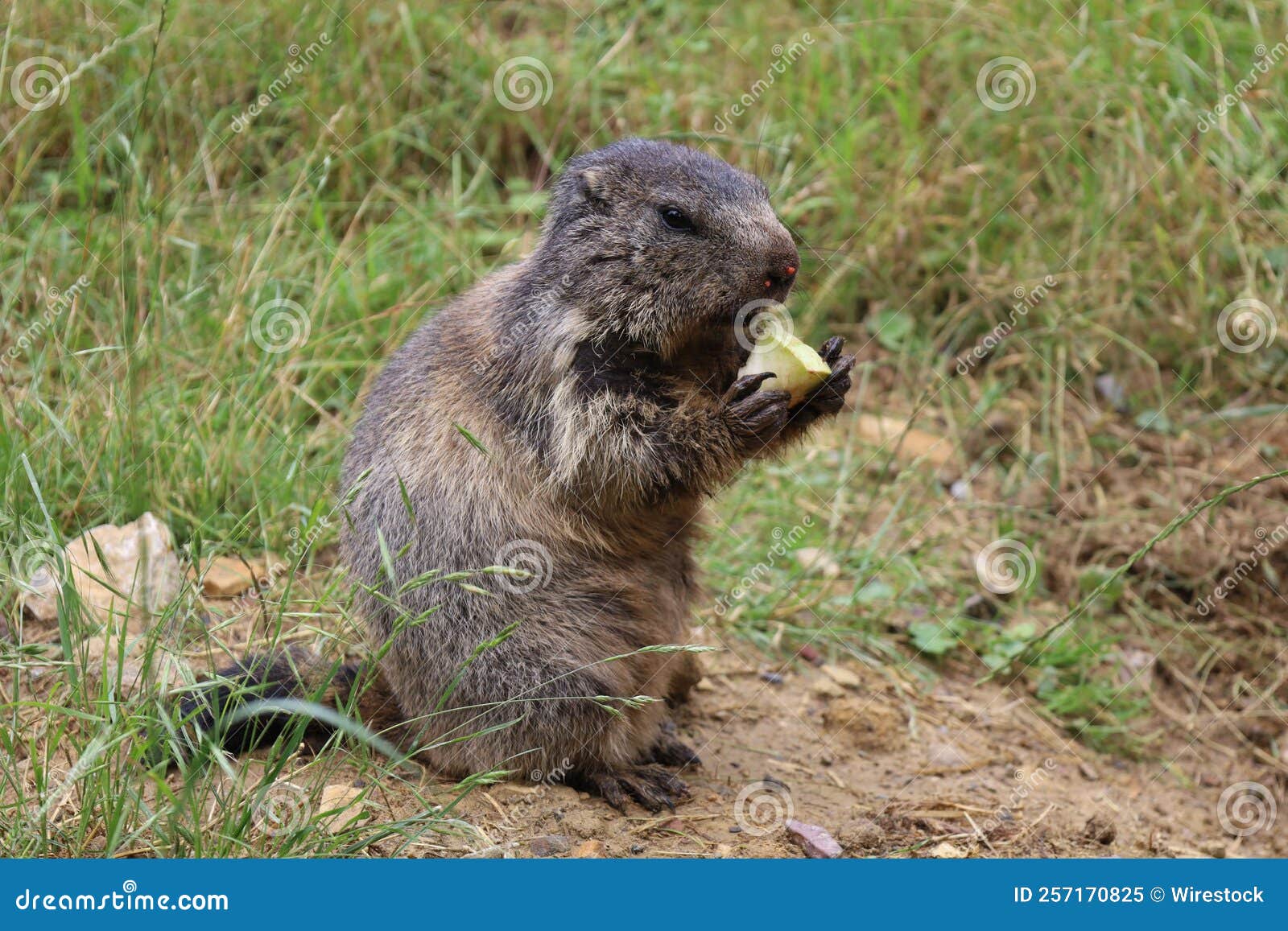 Imagem De Um Esquilo Marrom Comendo Comida Com Grama Verde No Fundo ...