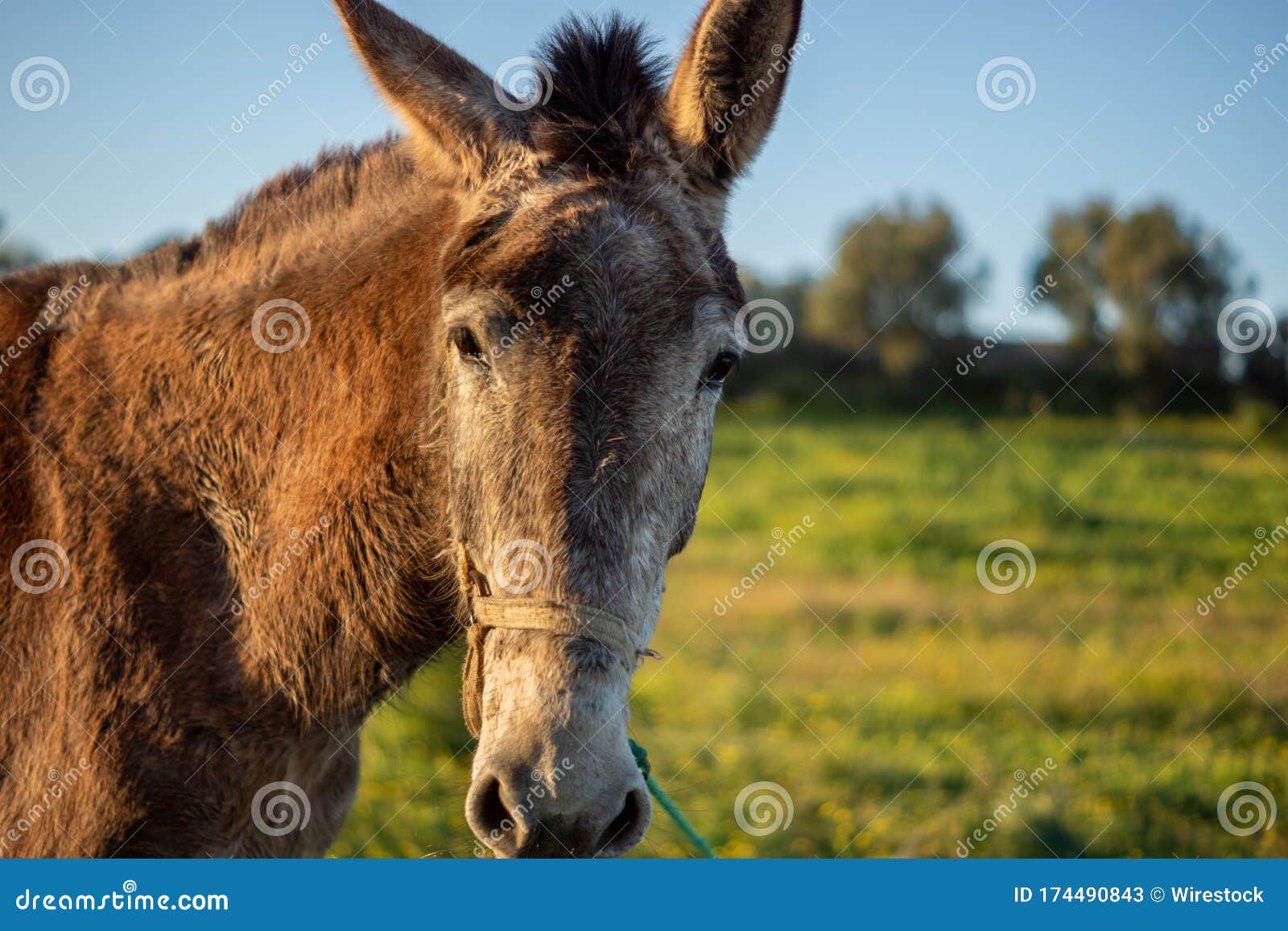 Imagem De Um Rosto Burro Com Fundo Turvo Imagem de Stock - Imagem de ...
