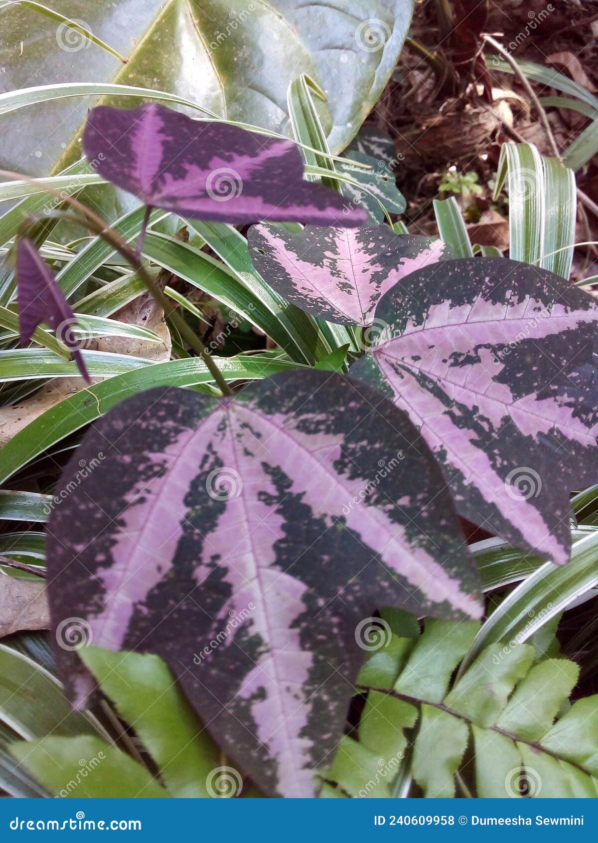 Imagem De Uma Planta De Cor Roxa Foto de Stock - Imagem de flor ...