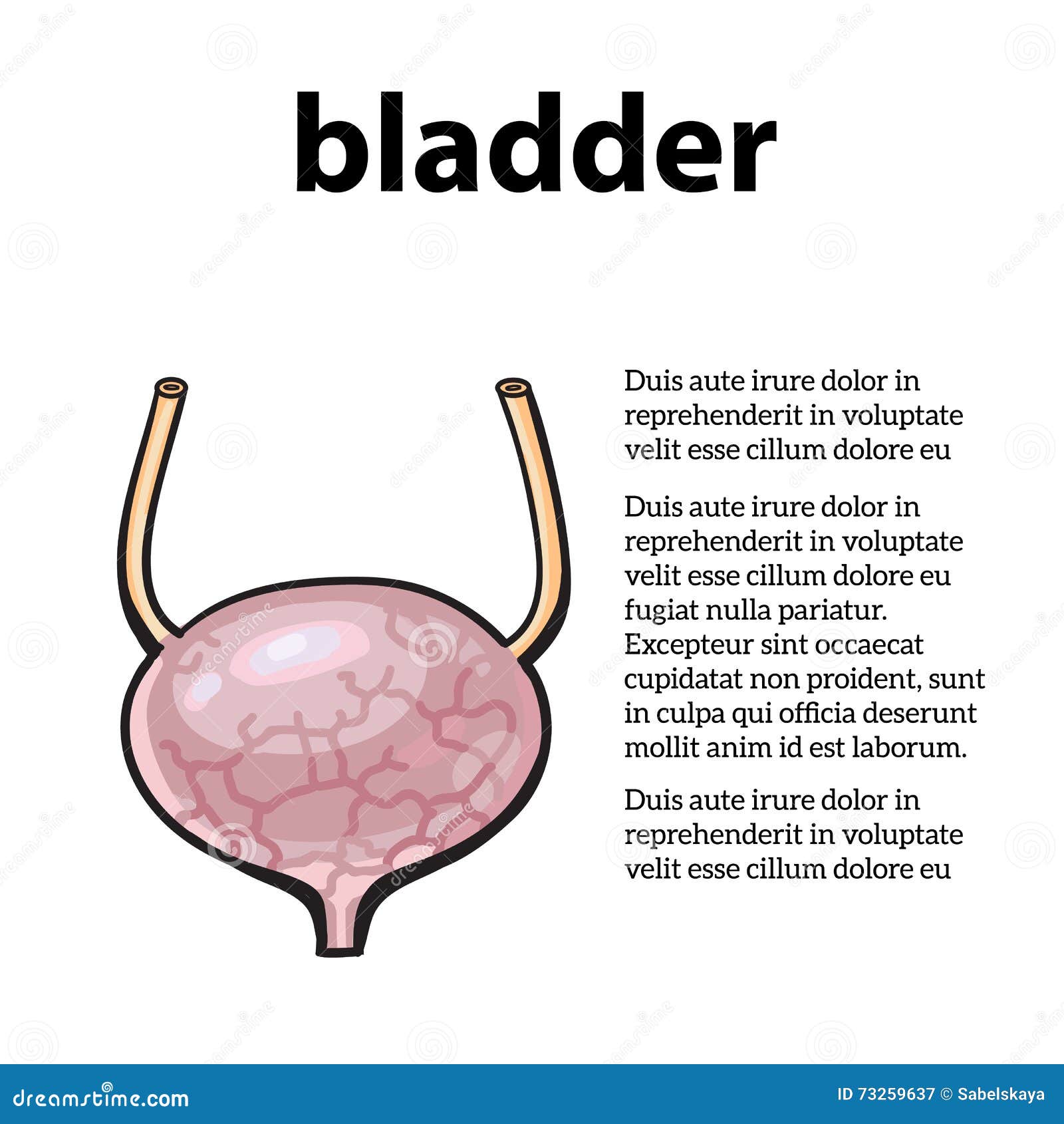Imagem Detalhada Da Bexiga Humana Ilustração do Vetor - Ilustração de ...