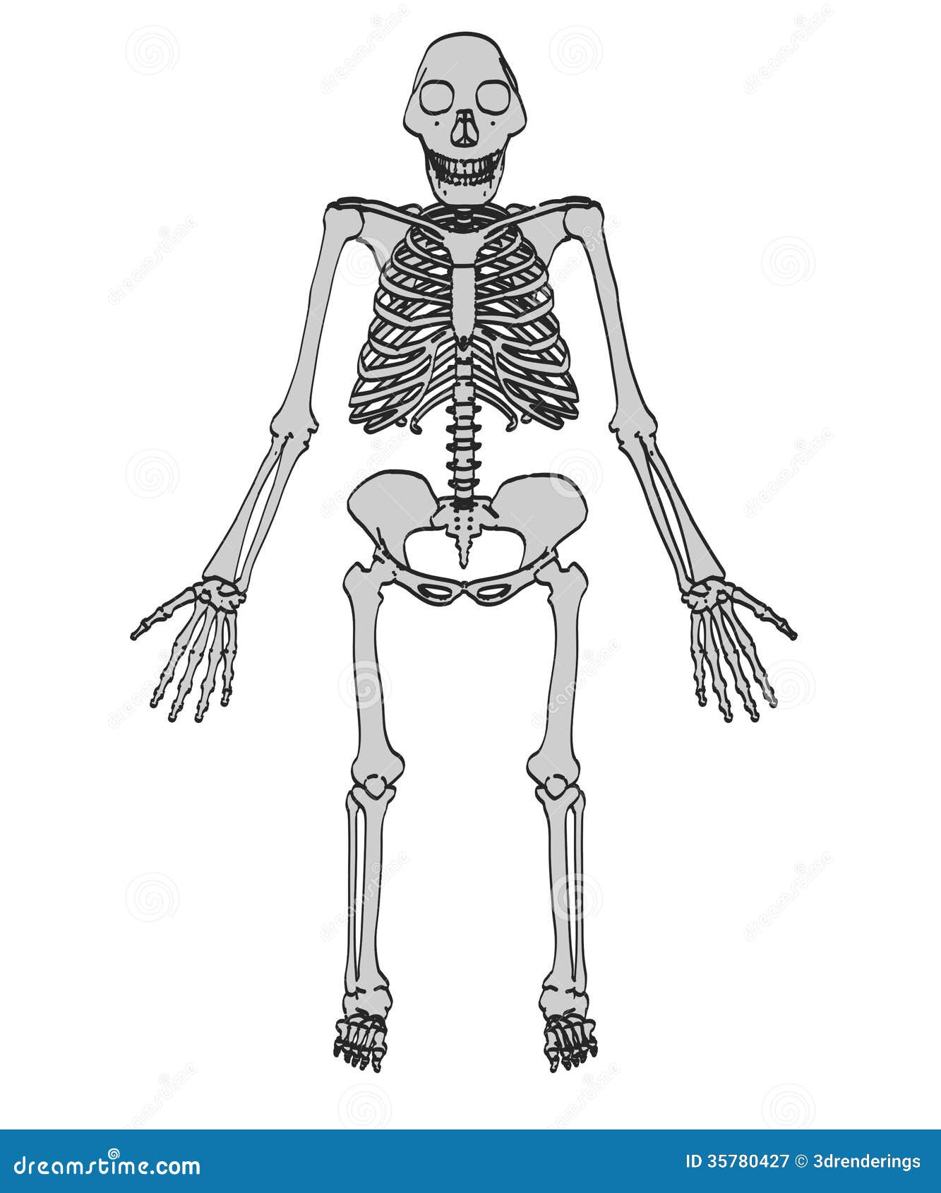 Imagem Do Afarensis Do Australopithecus Ilustração Stock - Ilustração ...