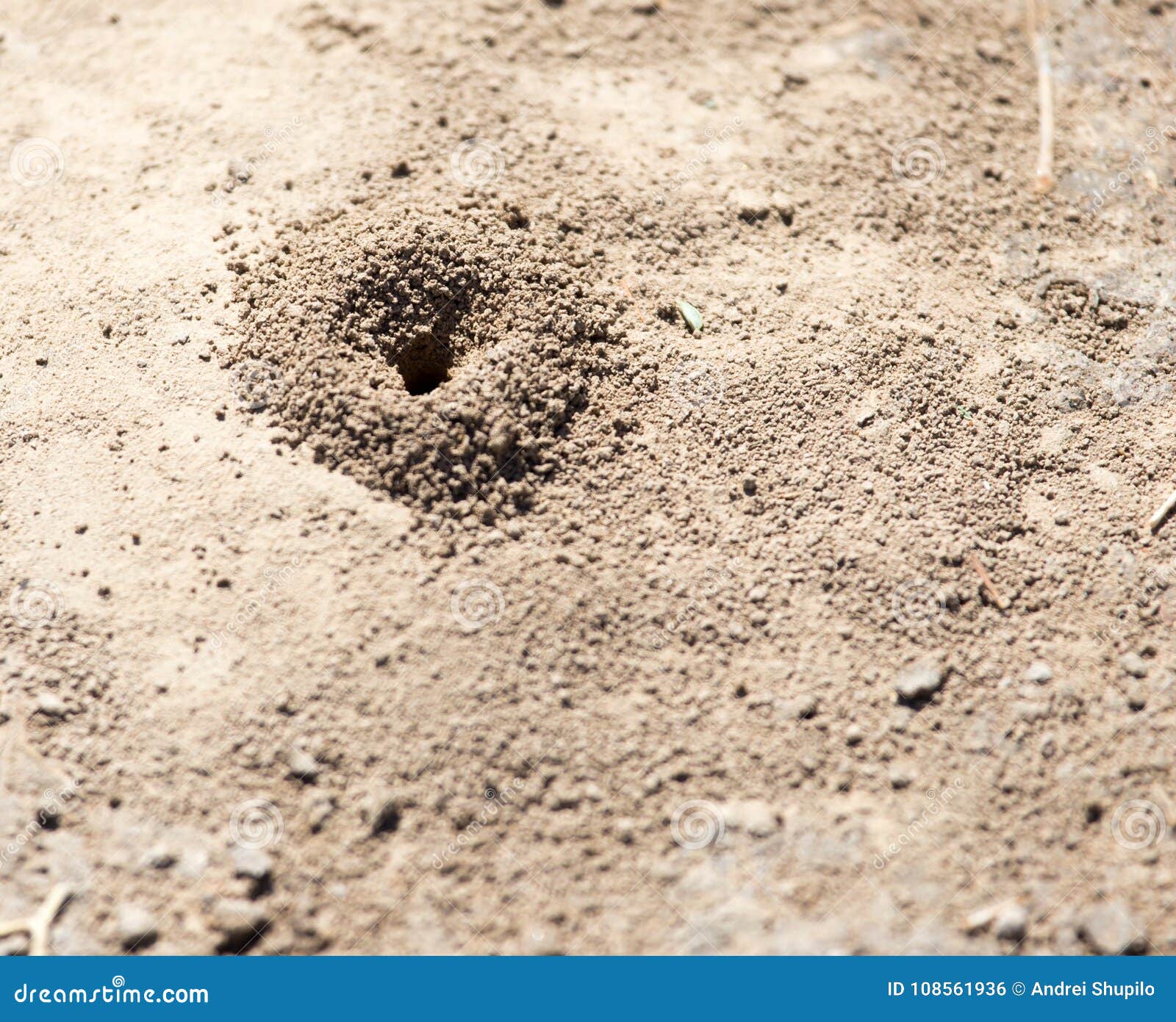 Imagem Do Close-up Do Formigueiro No Solo Foto de Stock - Imagem de ...