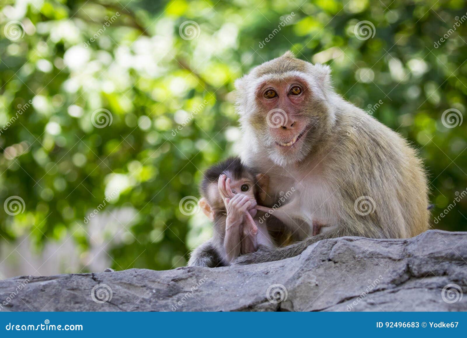 A Imagem Do Macaco Da Mãe E O Bebê Monkey No Fundo Da Natureza Imagem ...