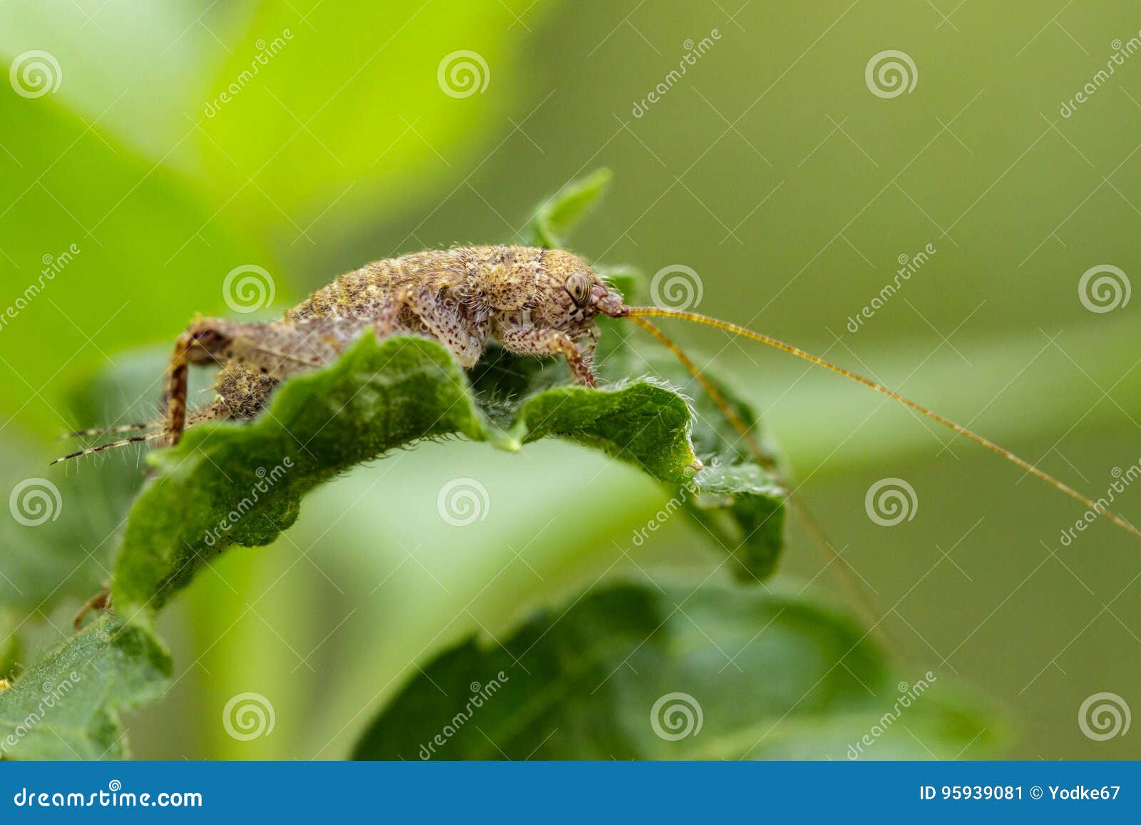 Imagem Do Marrom Do Grilo Na Folha Verde Inseto Imagem de Stock ...