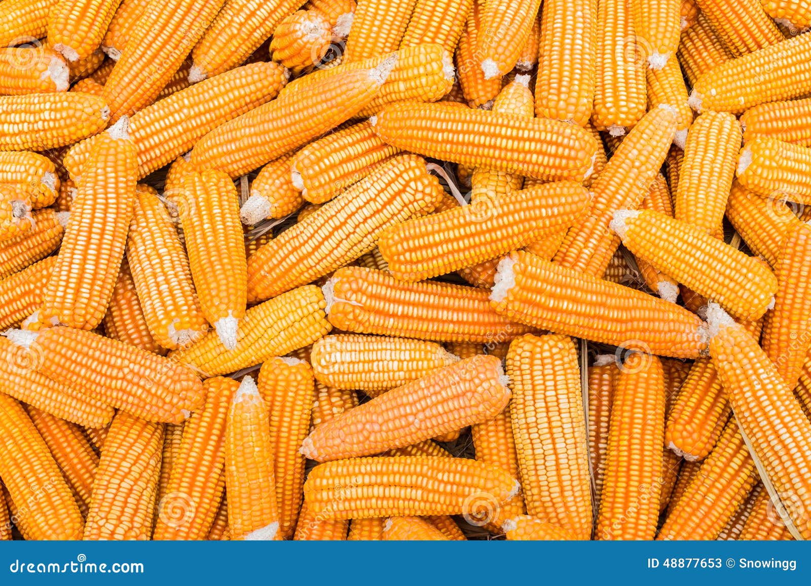 Imagem Do Milho Seco Para O Uso Do Fundo Imagem de Stock - Imagem de ...