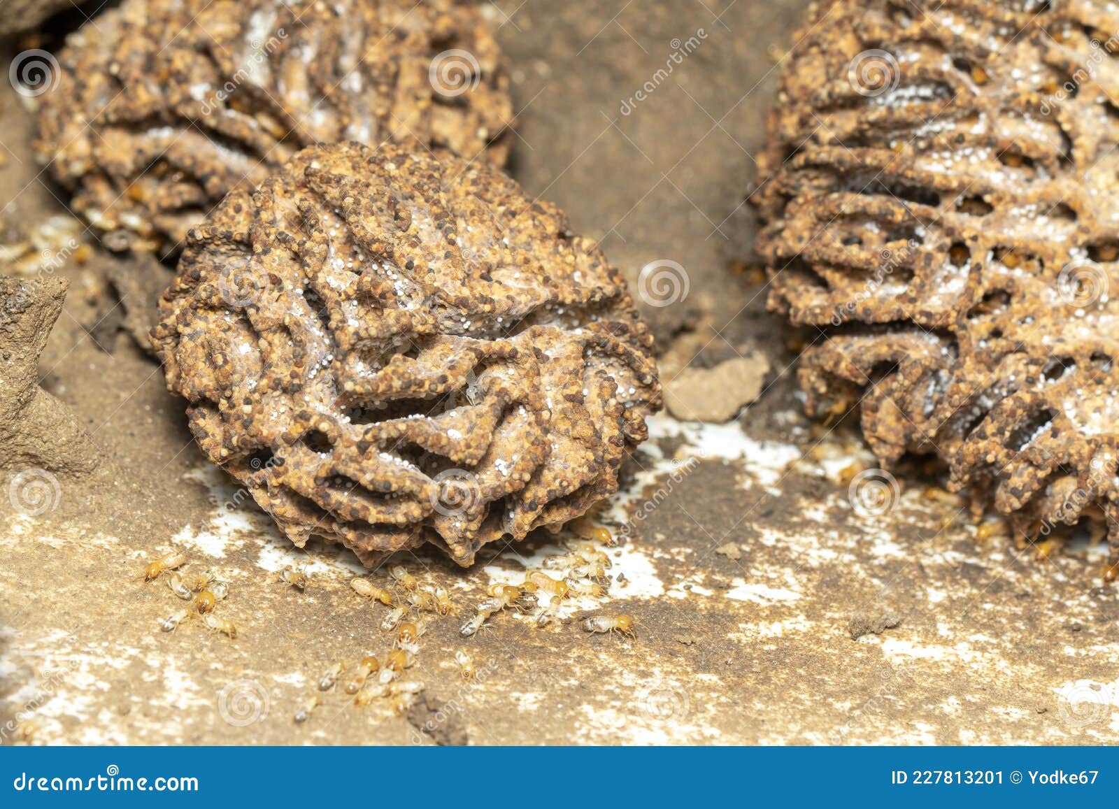 Imagem Do Ninho De Cupim E Pequenos Cupins. Inseto. Animal Imagem de ...