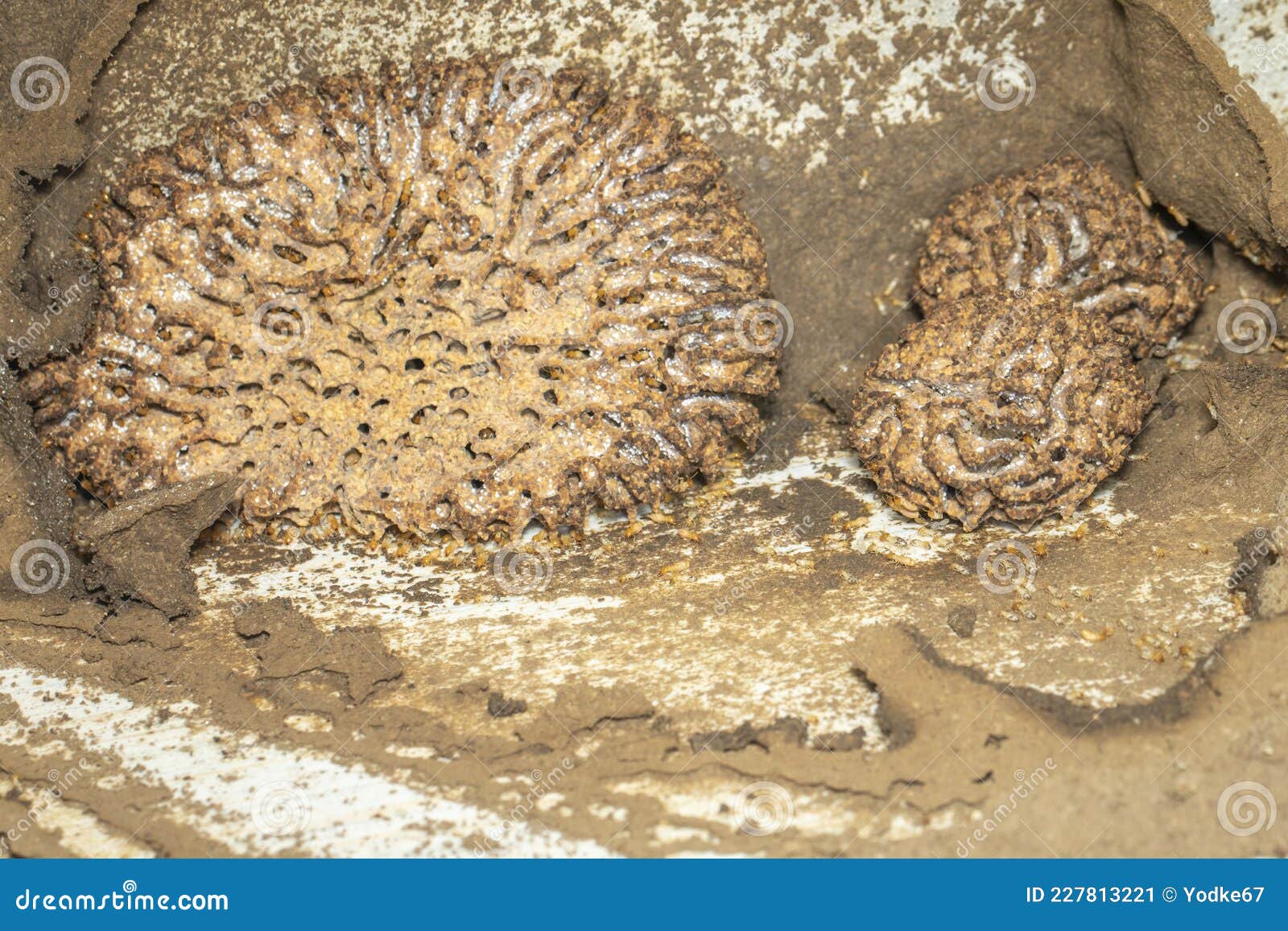 Imagem Do Ninho De Cupim E Pequenos Cupins. Inseto. Animal Imagem de ...