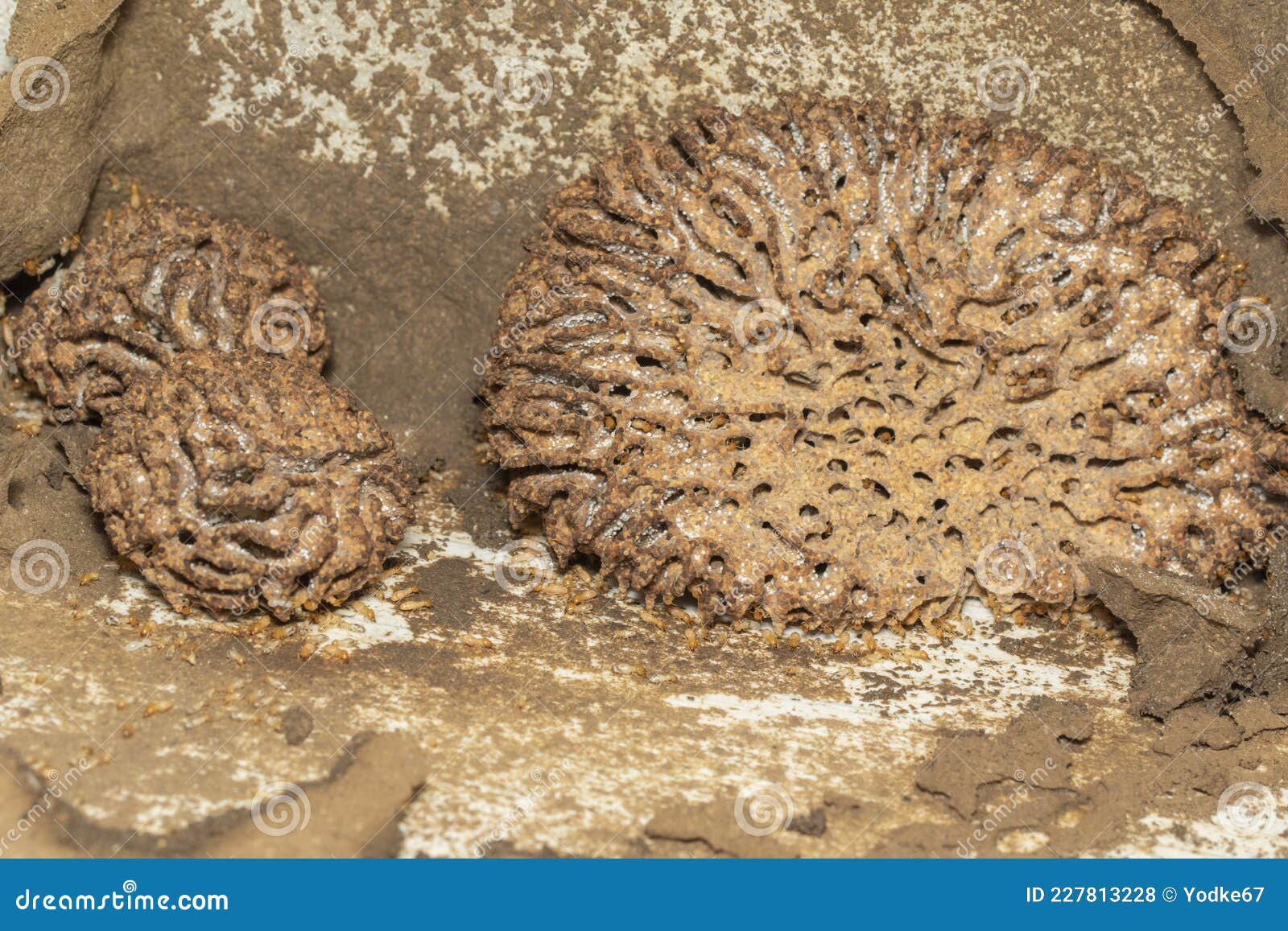 Imagem Do Ninho De Cupim E Pequenos Cupins. Inseto. Animal Foto de ...