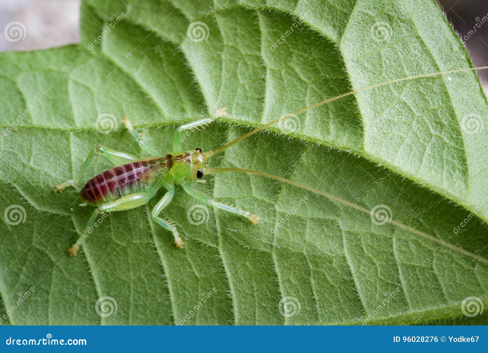 Imagem Do Verde Do Grilo Nas Folhas Verdes Inseto Foto de Stock ...