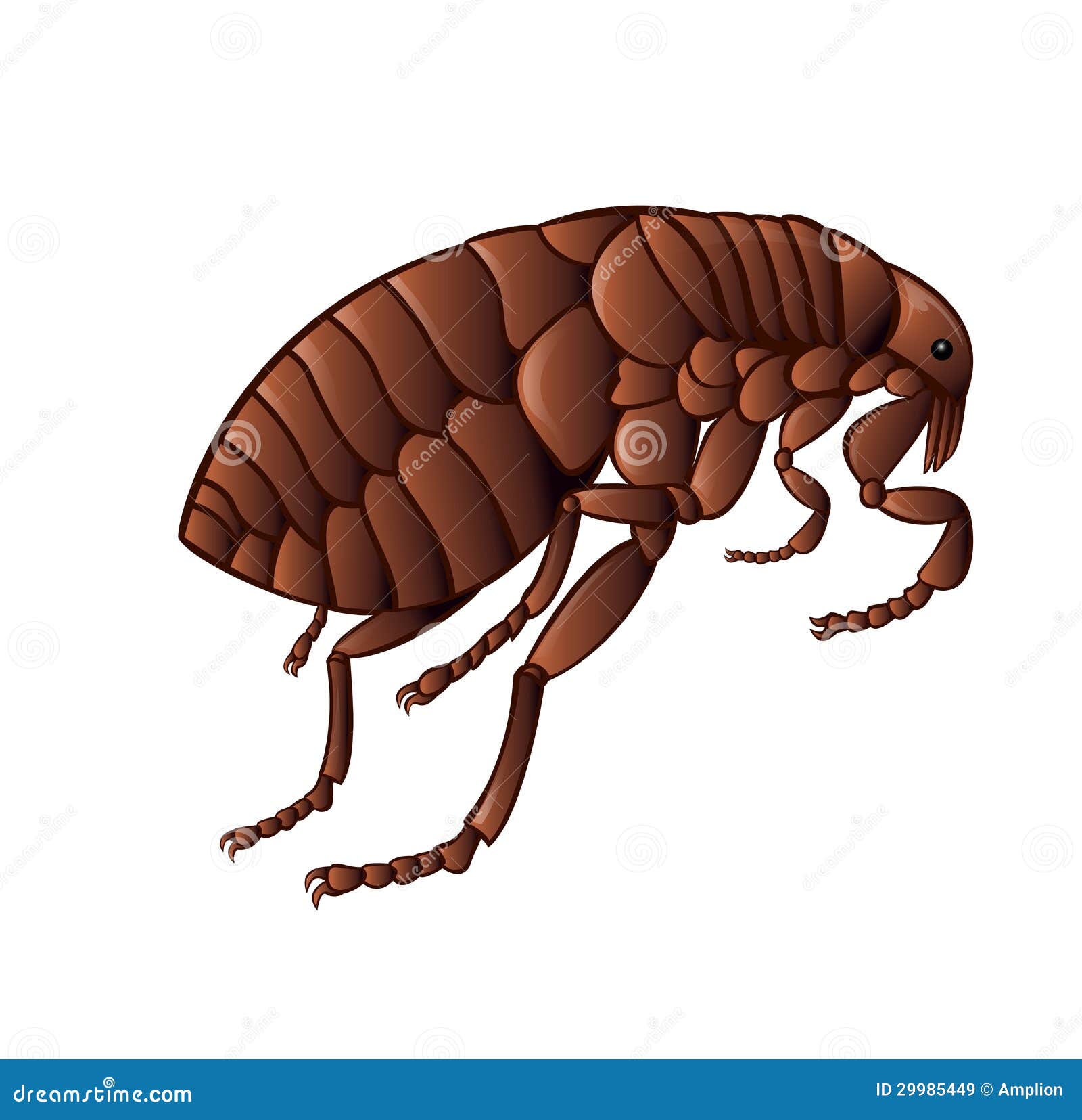 Pulga ilustração stock. Ilustração de praga, temperado - 29985449
