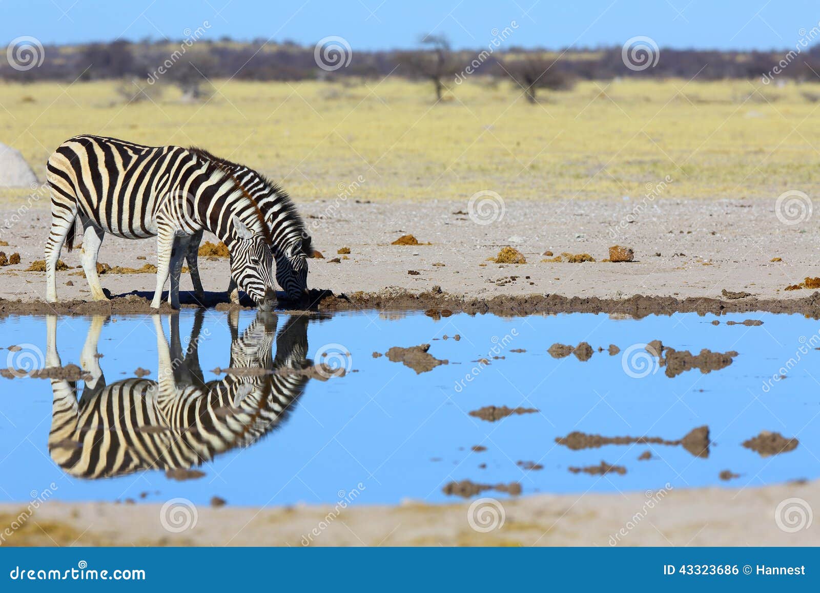Imagem invertida da zebra foto de stock. Imagem de kalahari - 43323686