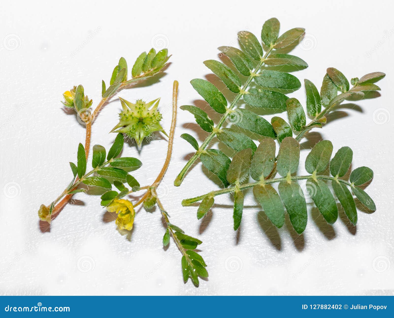Imagem Macro Da Planta Dos Terrestris Do Tribulus Com Flor, Sementes E ...