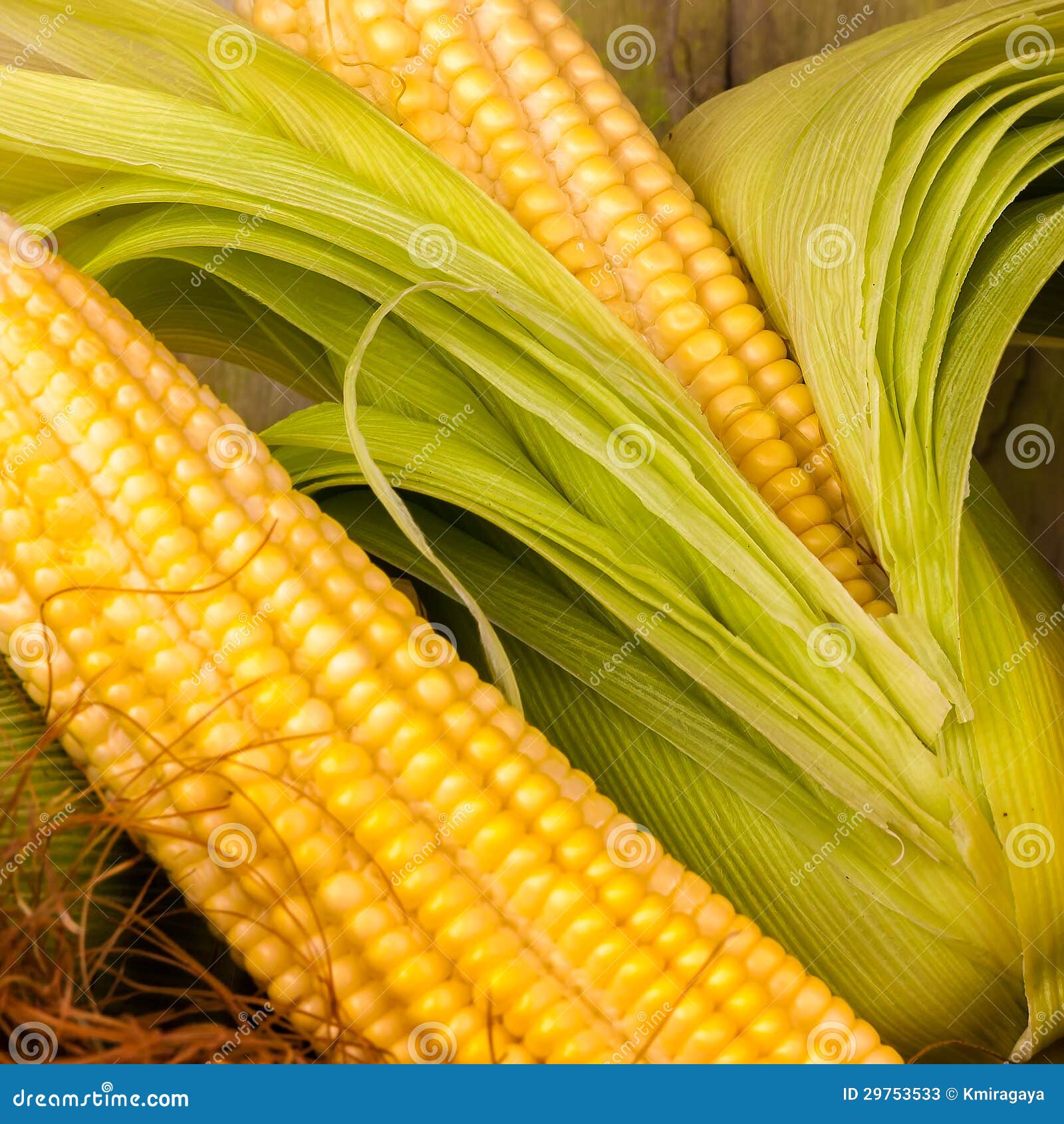 Imagem De Espigas De Milho - RETOEDU