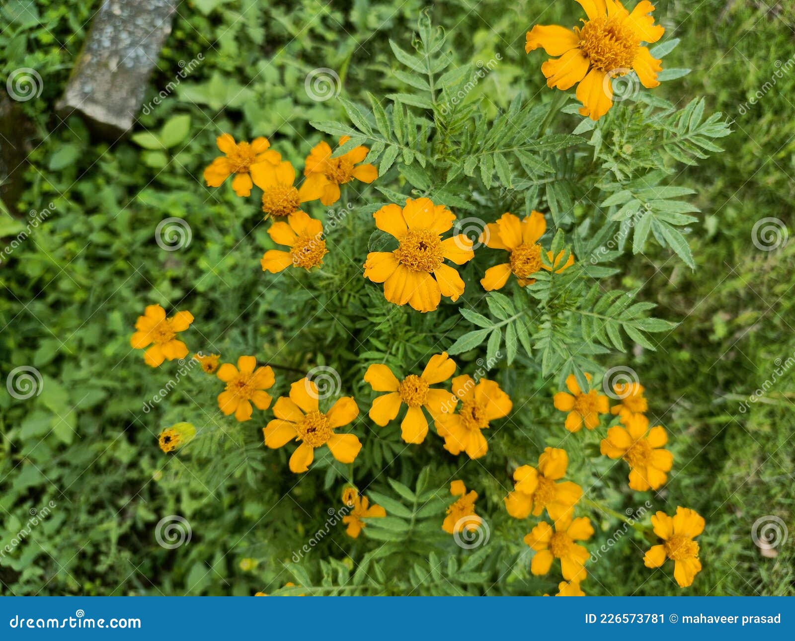 Imagem Natural De Wallpaper De Flor De Marigold Imagem de Stock ...